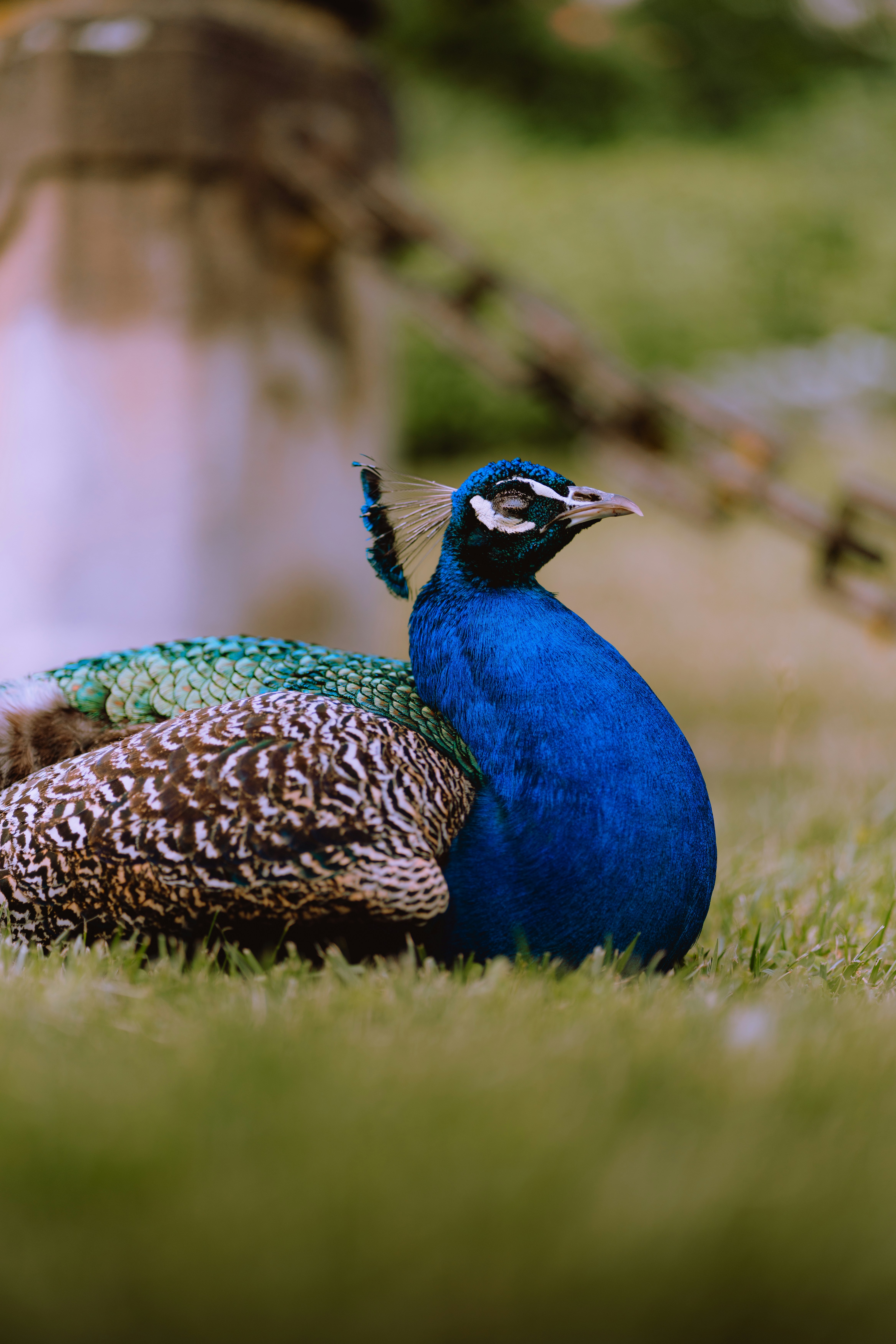 Azure Crest at Rest: A Peacock Pauses on the Sunlit Lawn