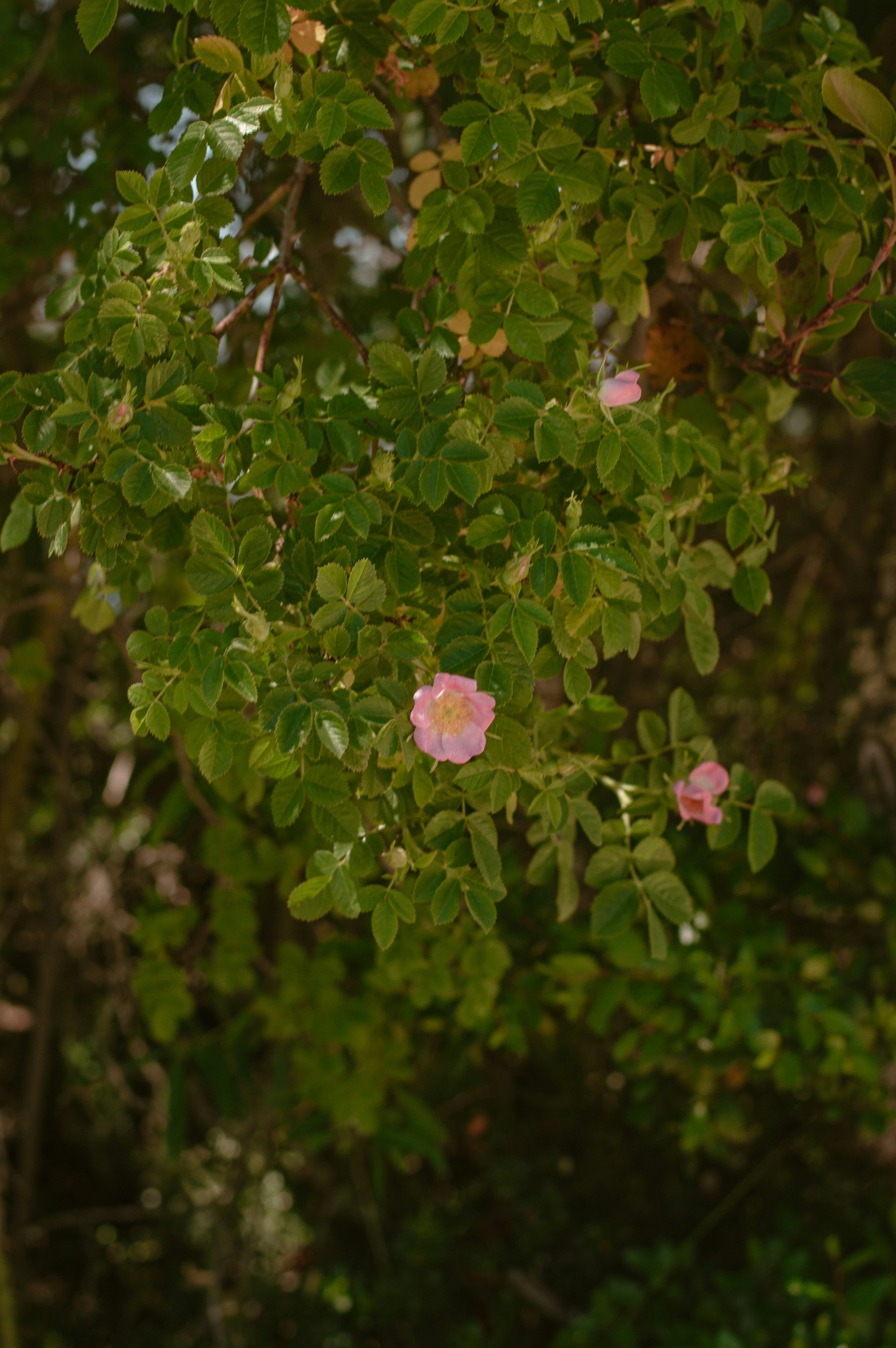 Pink Blossom Breaking Through a Quiet Green Tangle