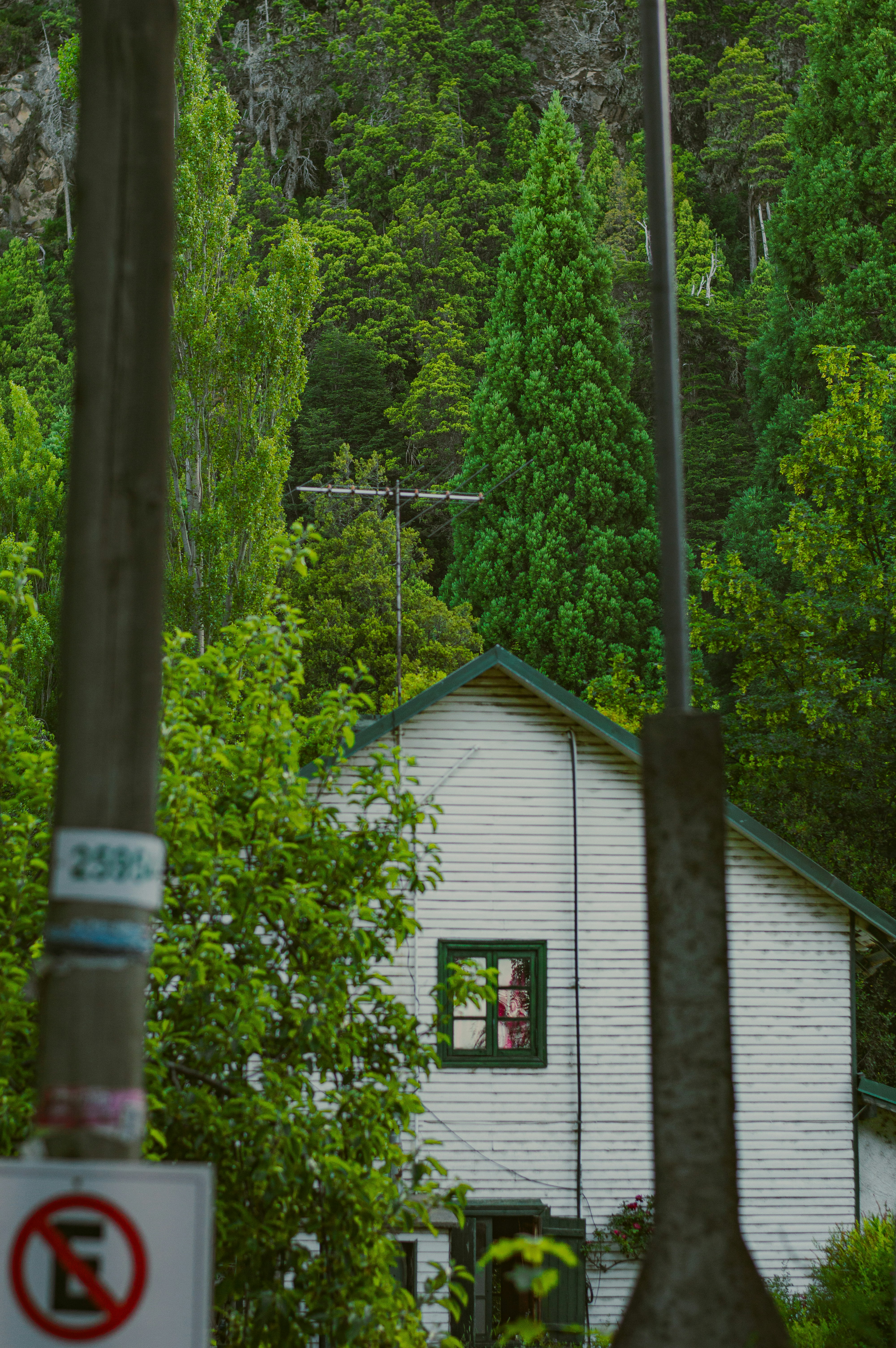 Emerald Curtain: A White Cottage Framed by Verdant Pines