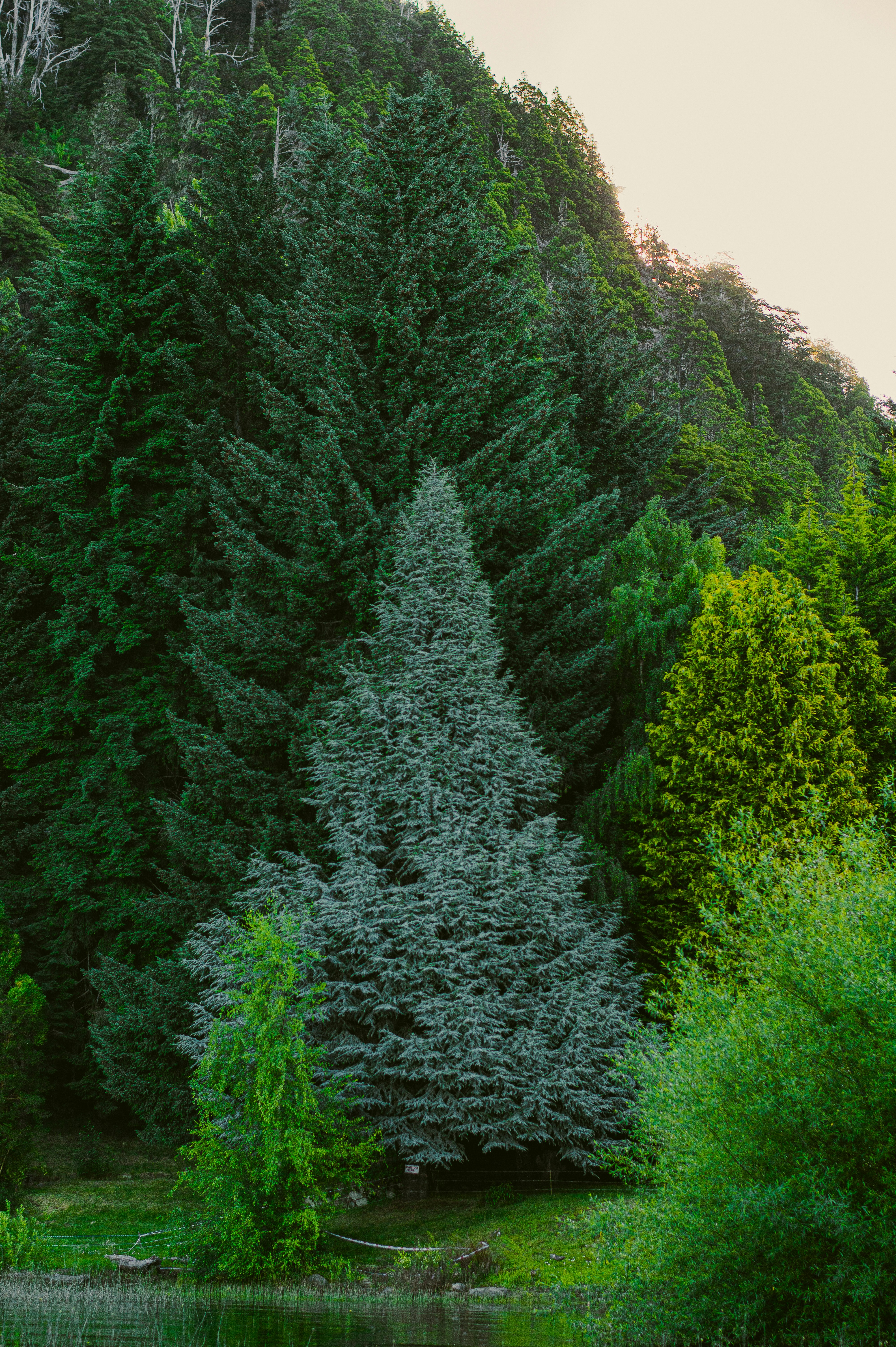 Azure Sentinel: The Blue Spruce Guards the Emerald Forest