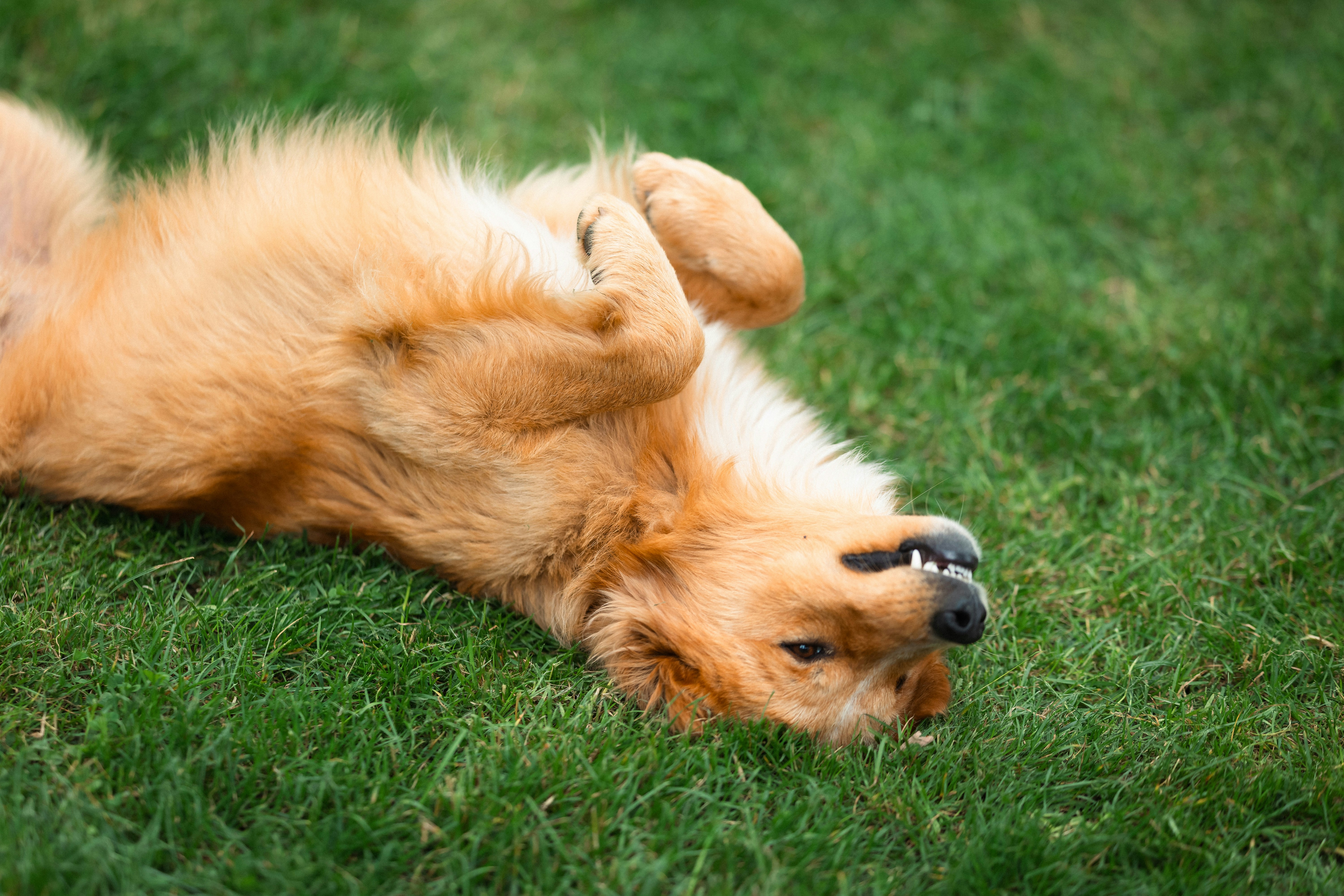 A dog rolling around on its back in the grass photo – Free Green Image ...