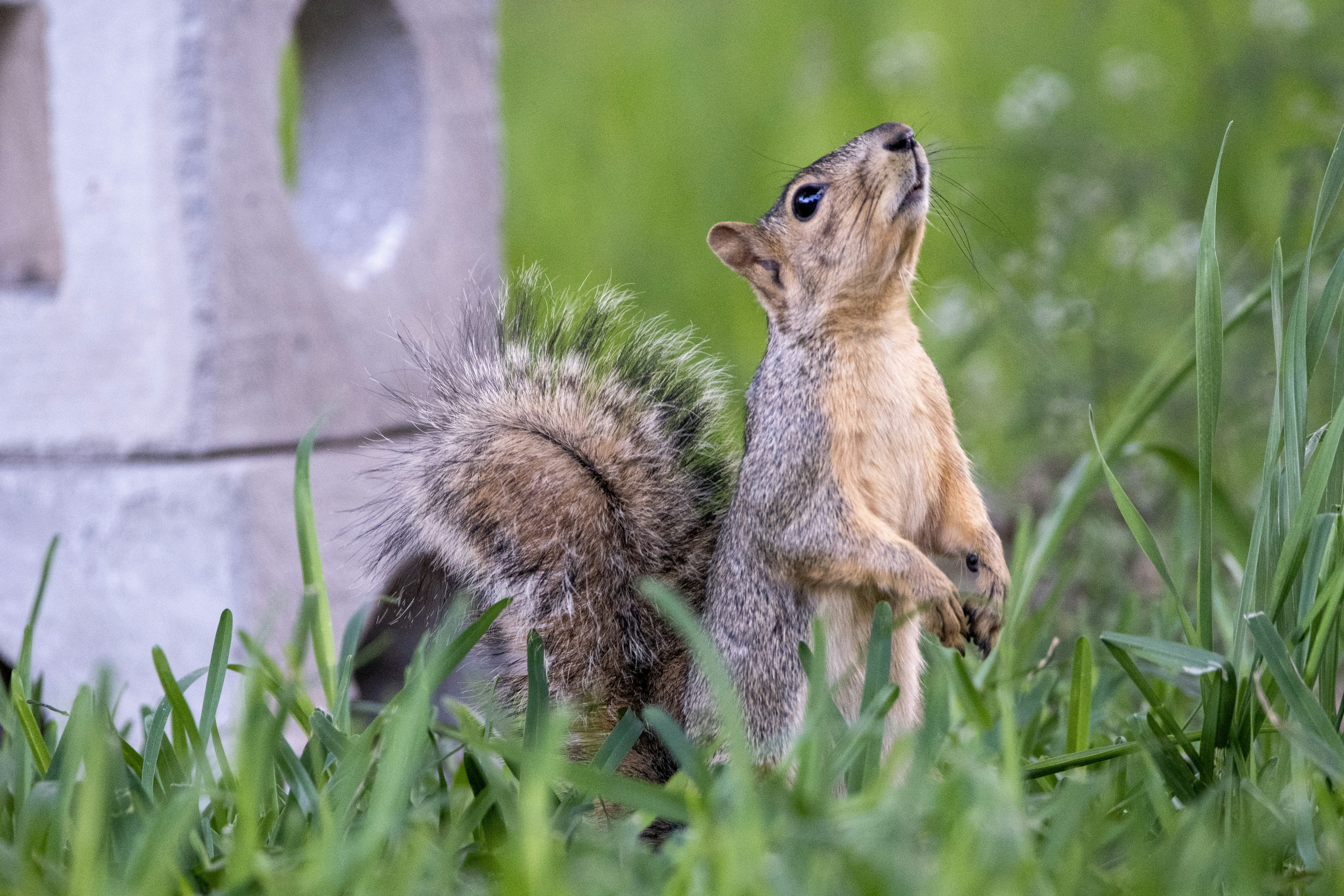 Curious Squirrel Stands Tall in Fresh Grass