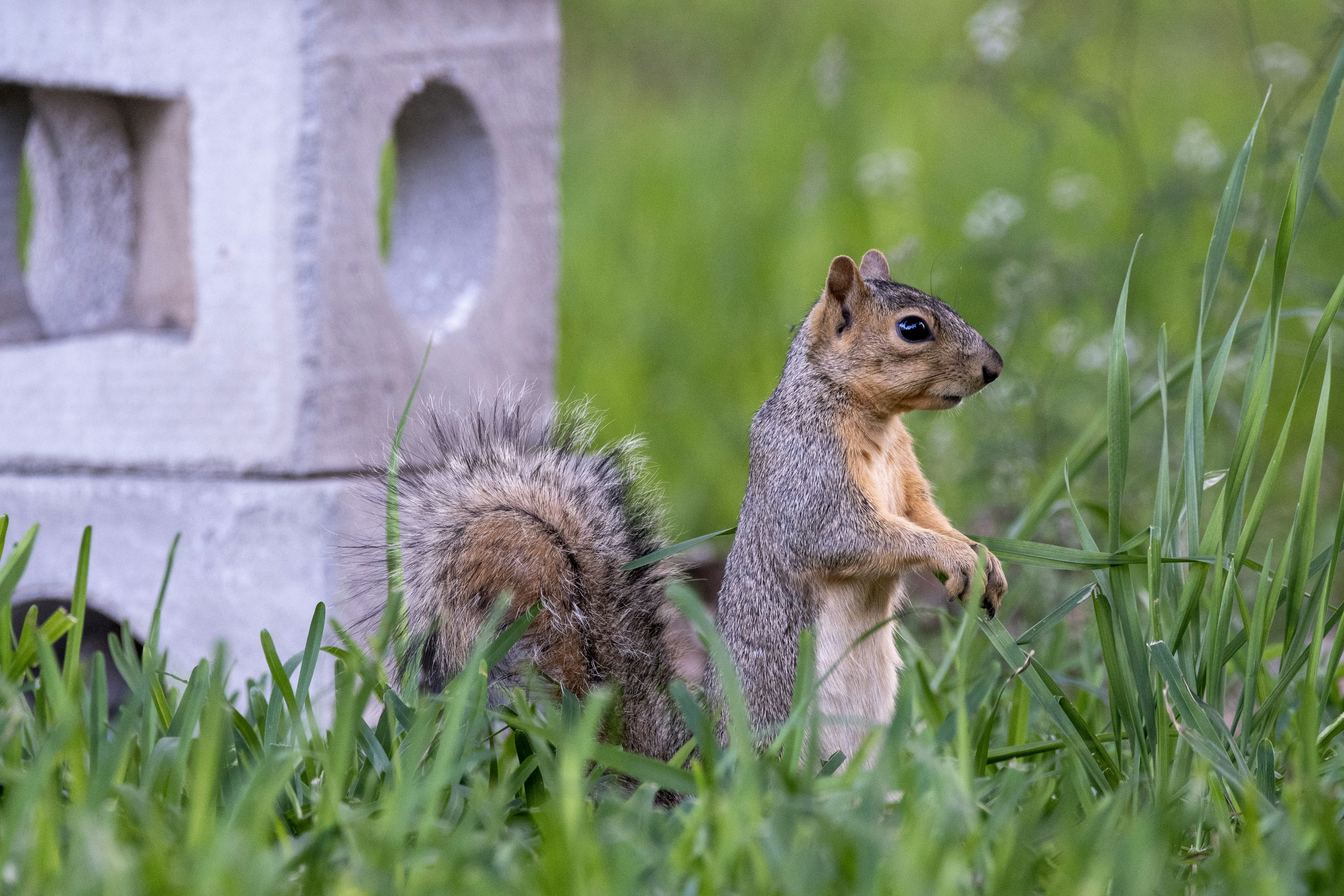 Curious Squirrel on Guard in a Green Patch