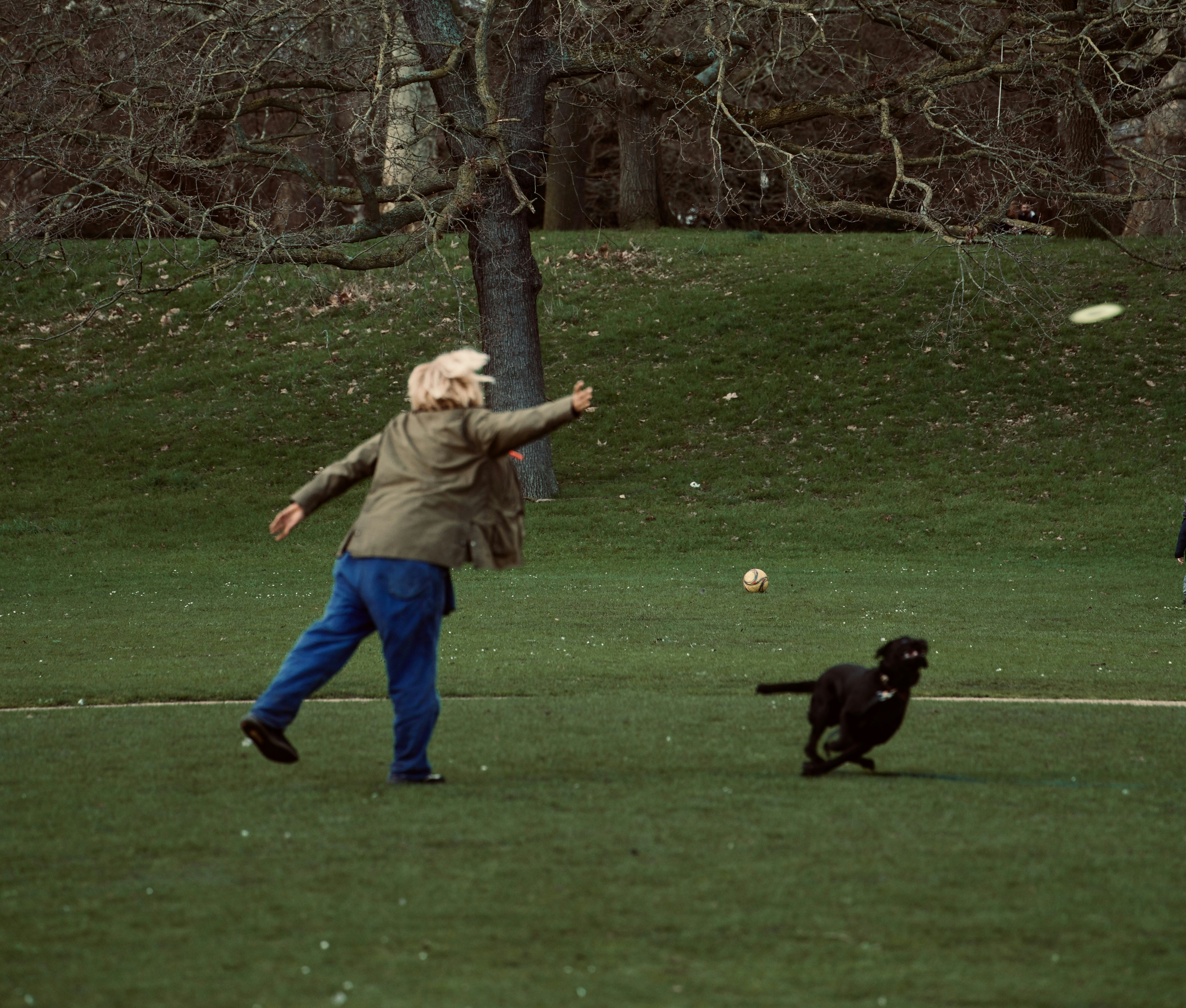 Frisbee Chase in the Park: A Canine Dash Toward a Flying Disk