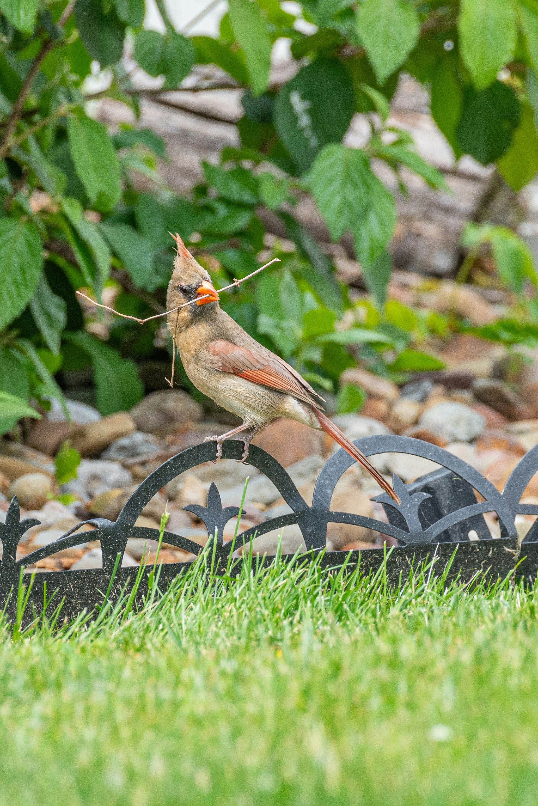 Twig-Toting Songbird on a Wrought-Iron Garden Arch