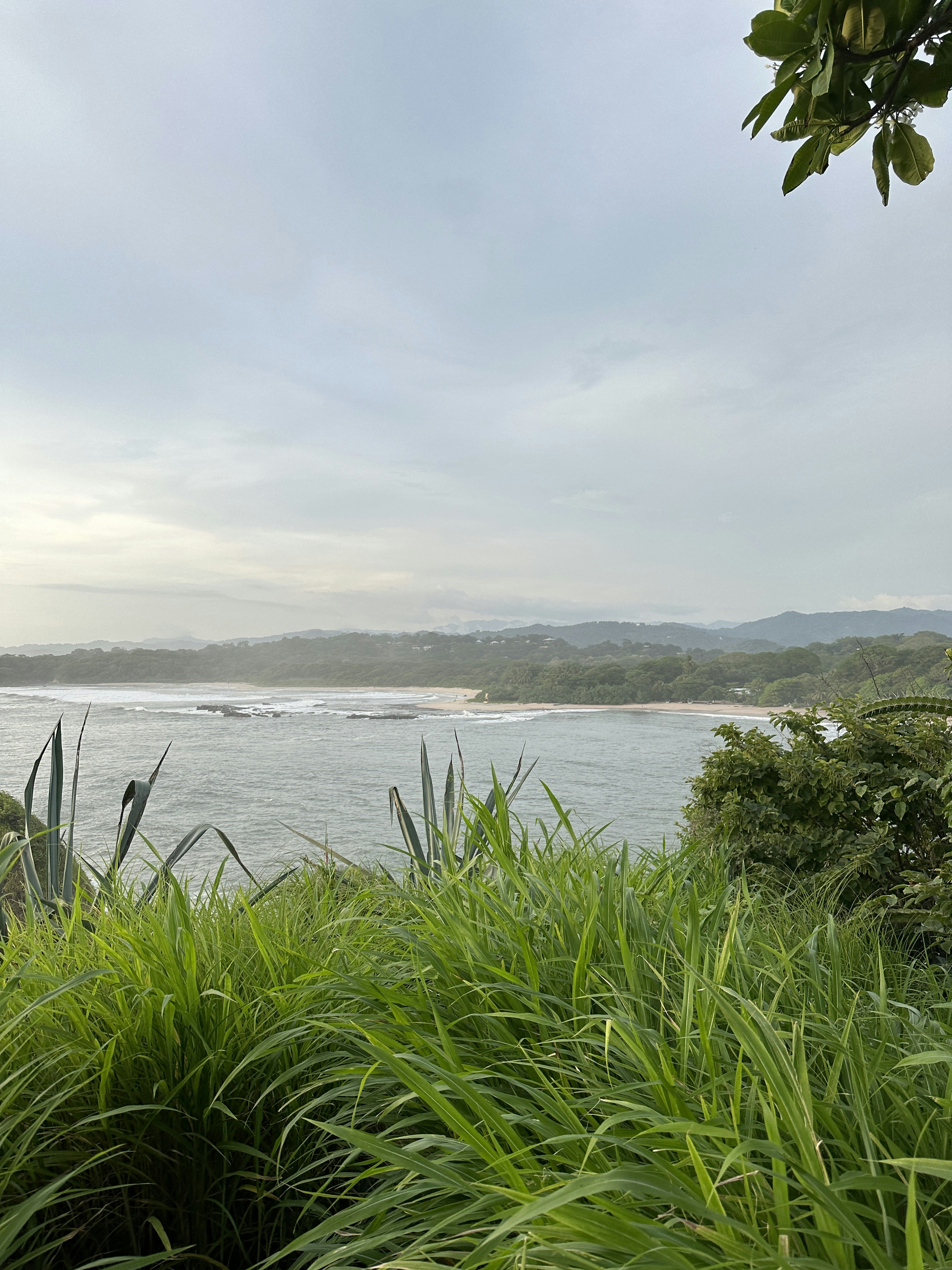 Verdant Edge: Lush Foreground Framing a Quiet Coastal Horizon