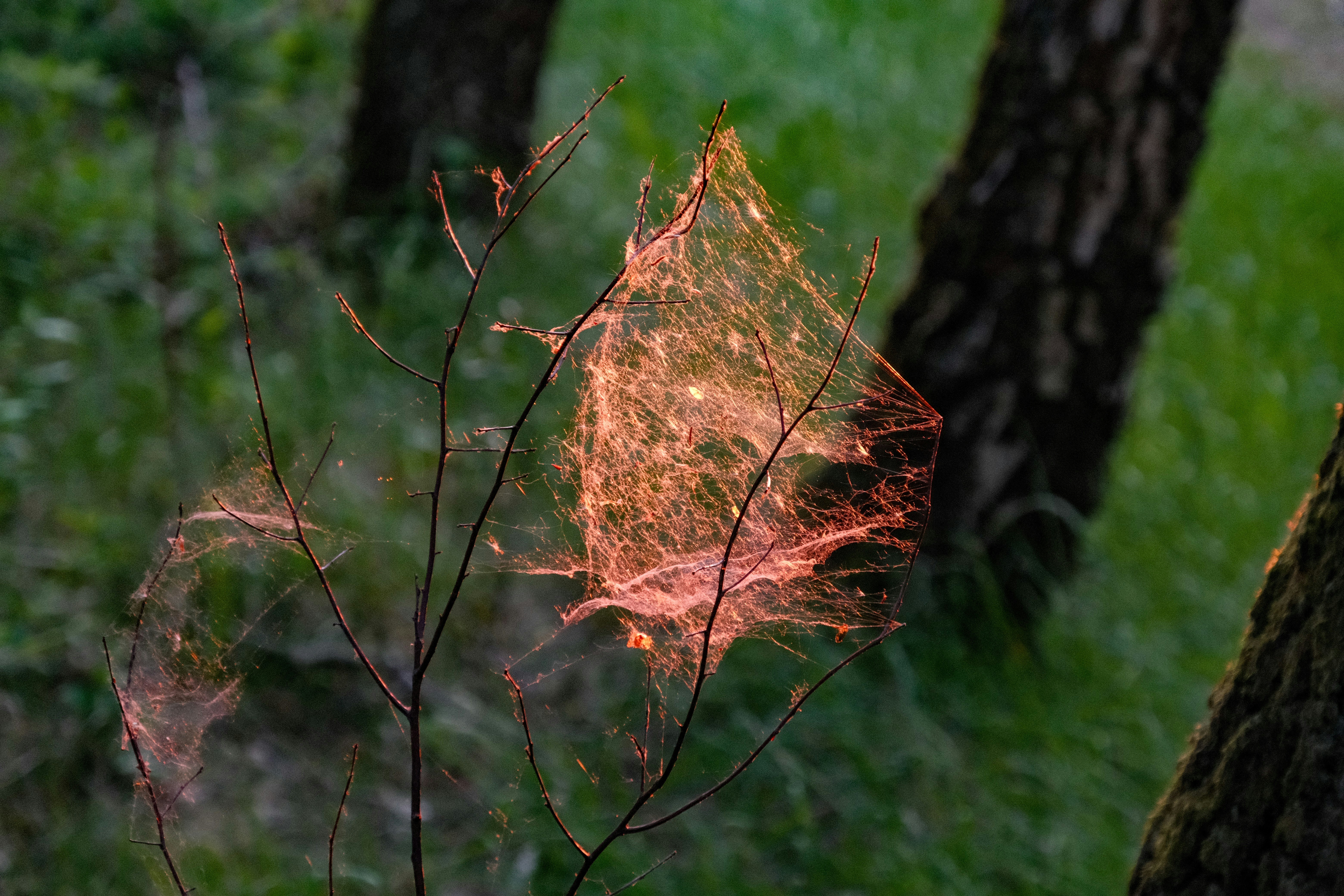 Sunlit Amber Spiderweb Framed by Quiet Pines