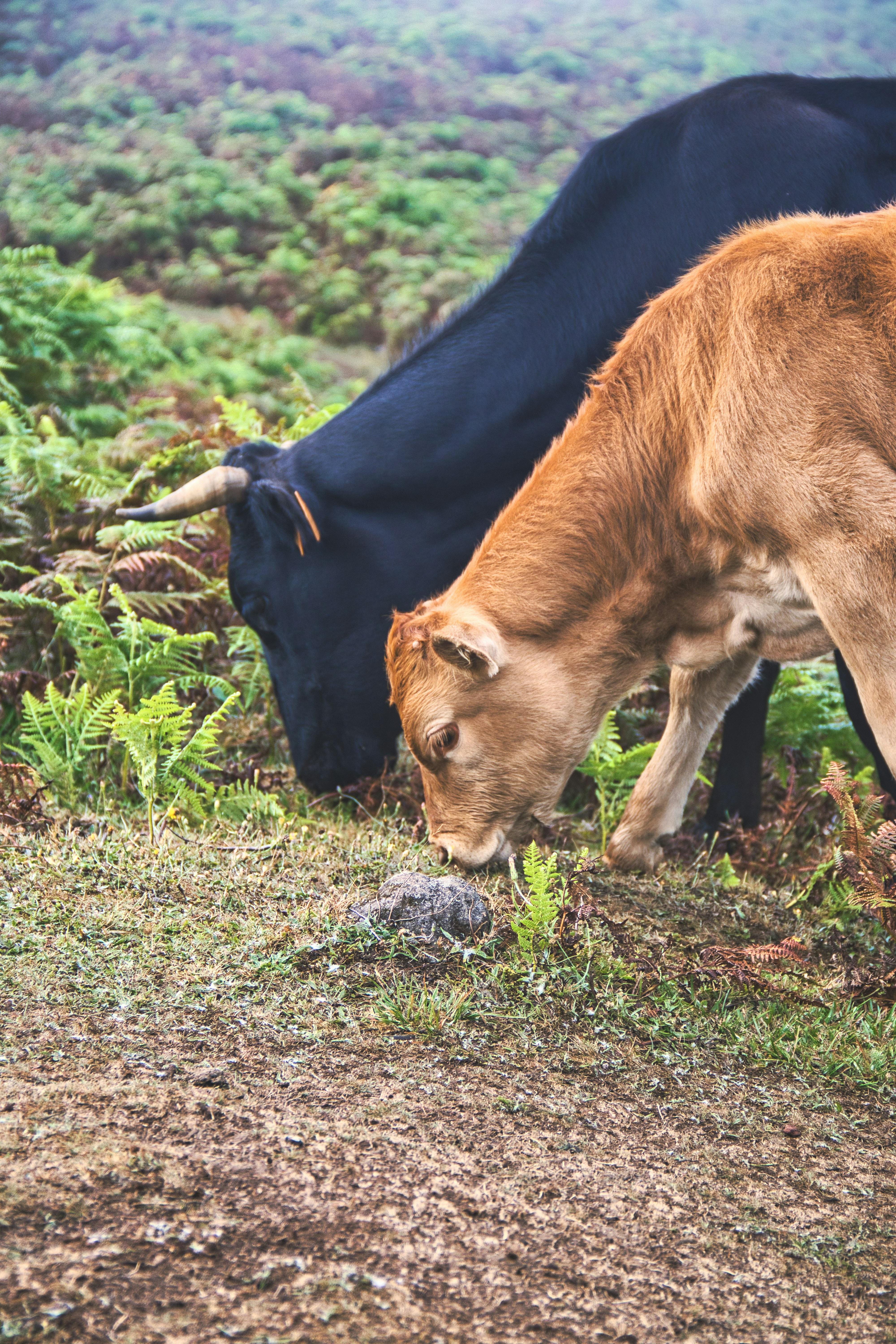 Grazing Duo Among Ferns: Brown Foreground, Shadowed Black Cow Behind