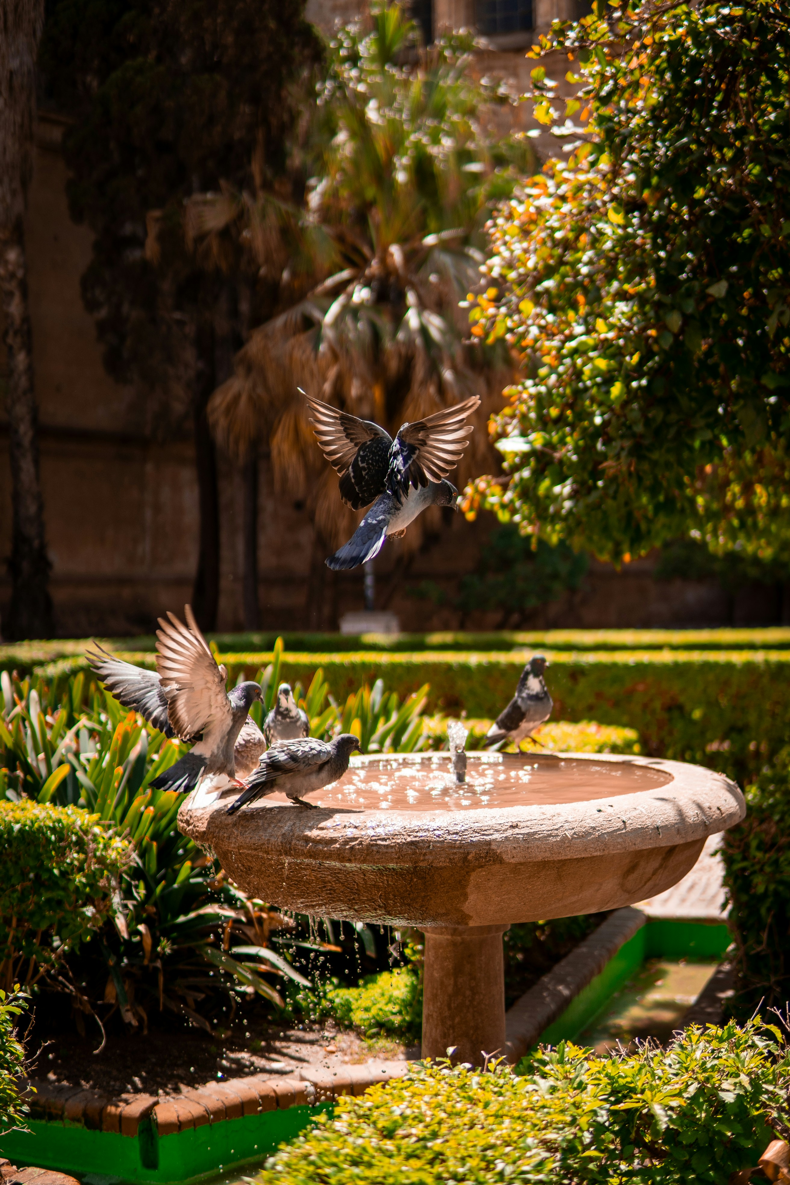 Lift-off Above the Garden Fountain: Pigeons in Dappled Light