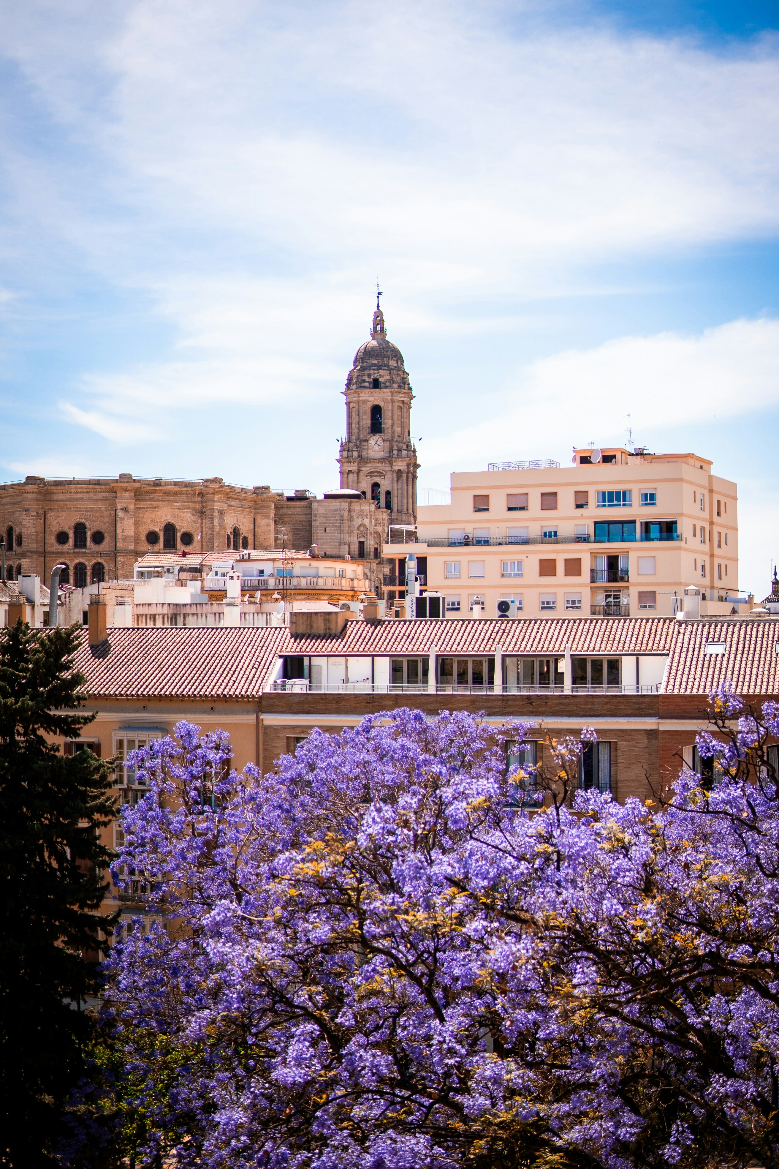 Clock Tower Among Purple Jacarandas: A City in Bloom