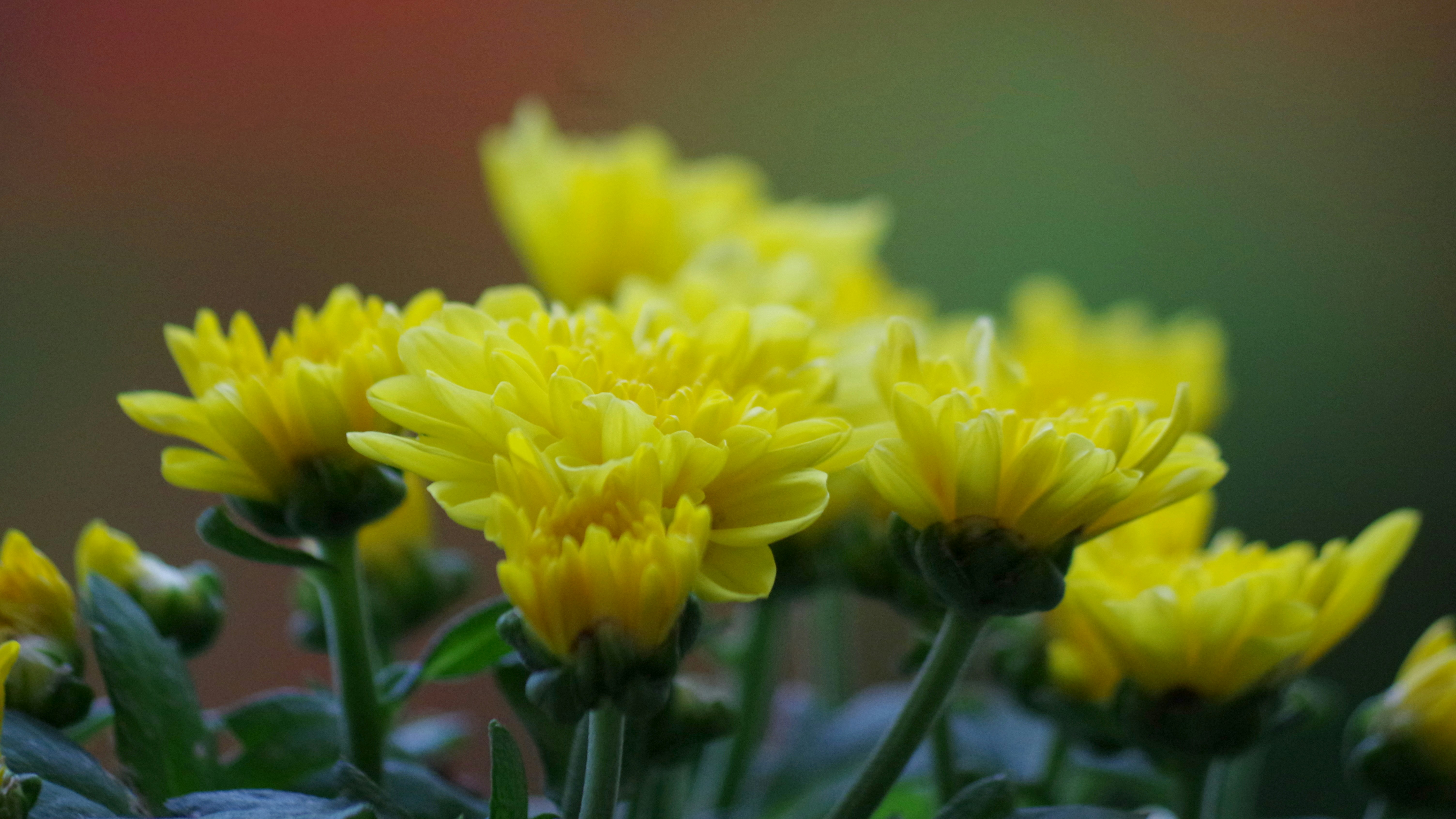Golden Chrysanthemums in Soft Bokeh