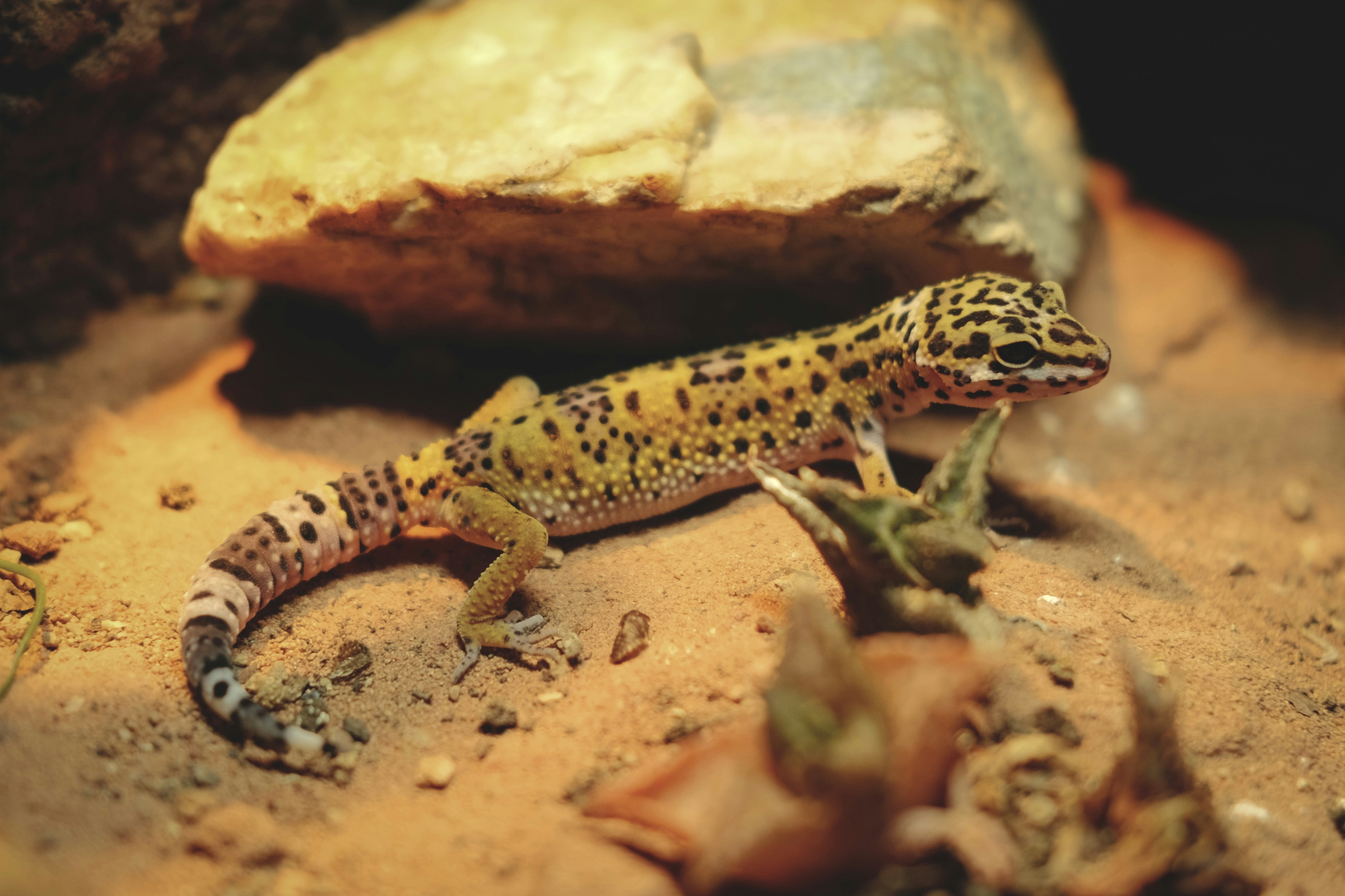 Amber Leopard Gecko Navigates a Sunlit Desert Micro-Landscape
