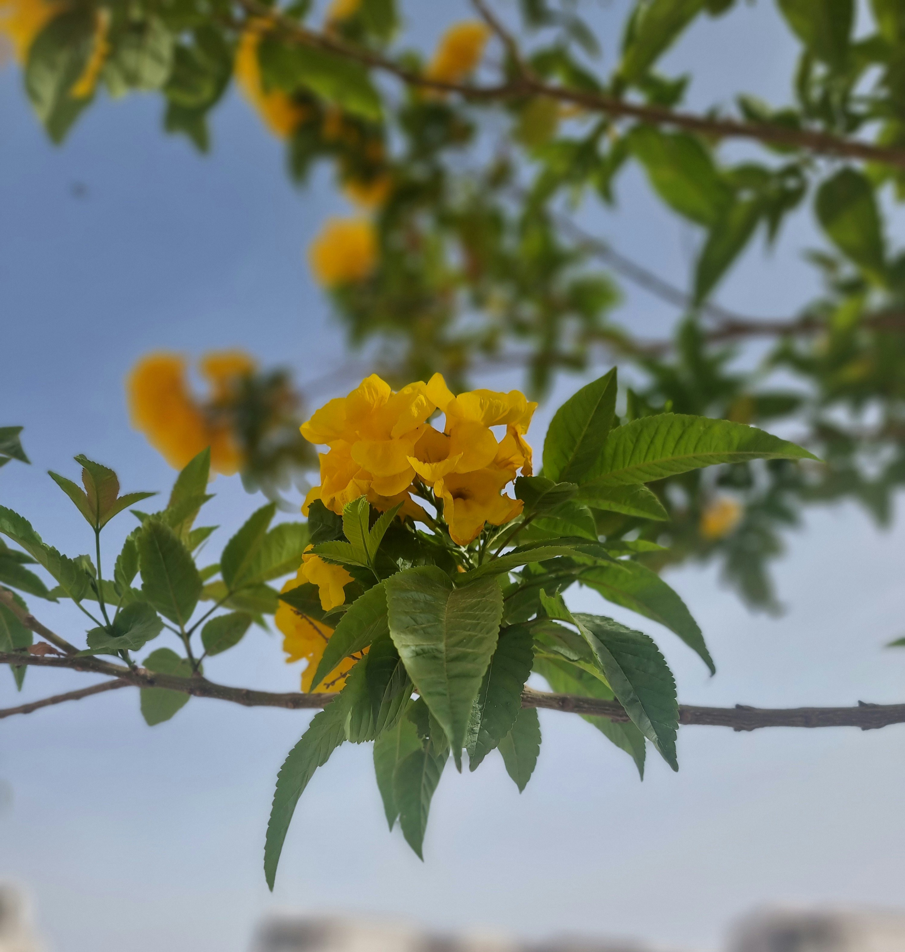 Golden Blossoms Against a Serene Sky