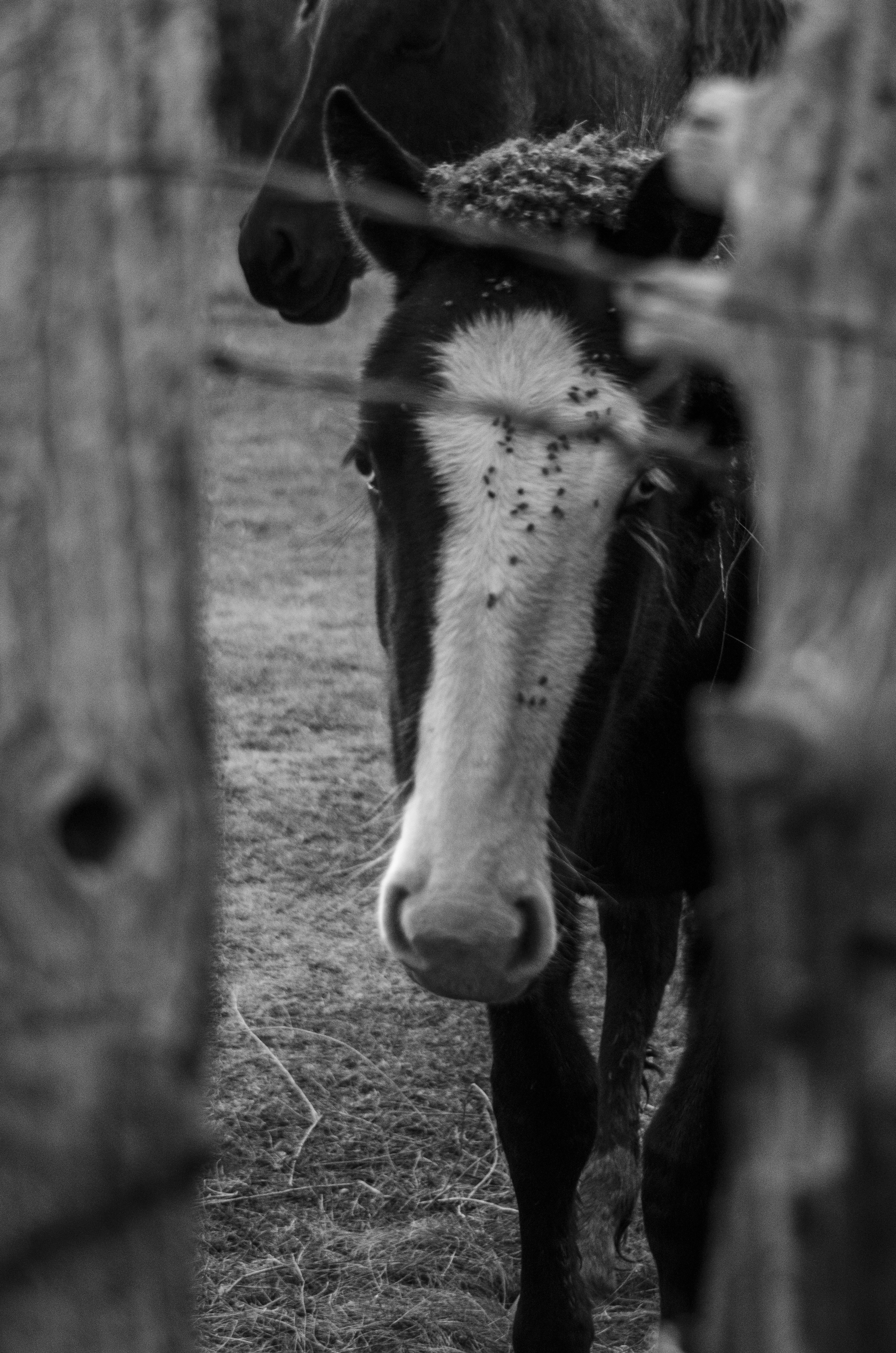 Close-up of a horse's centered face framed by fences, black-and-white medium shot