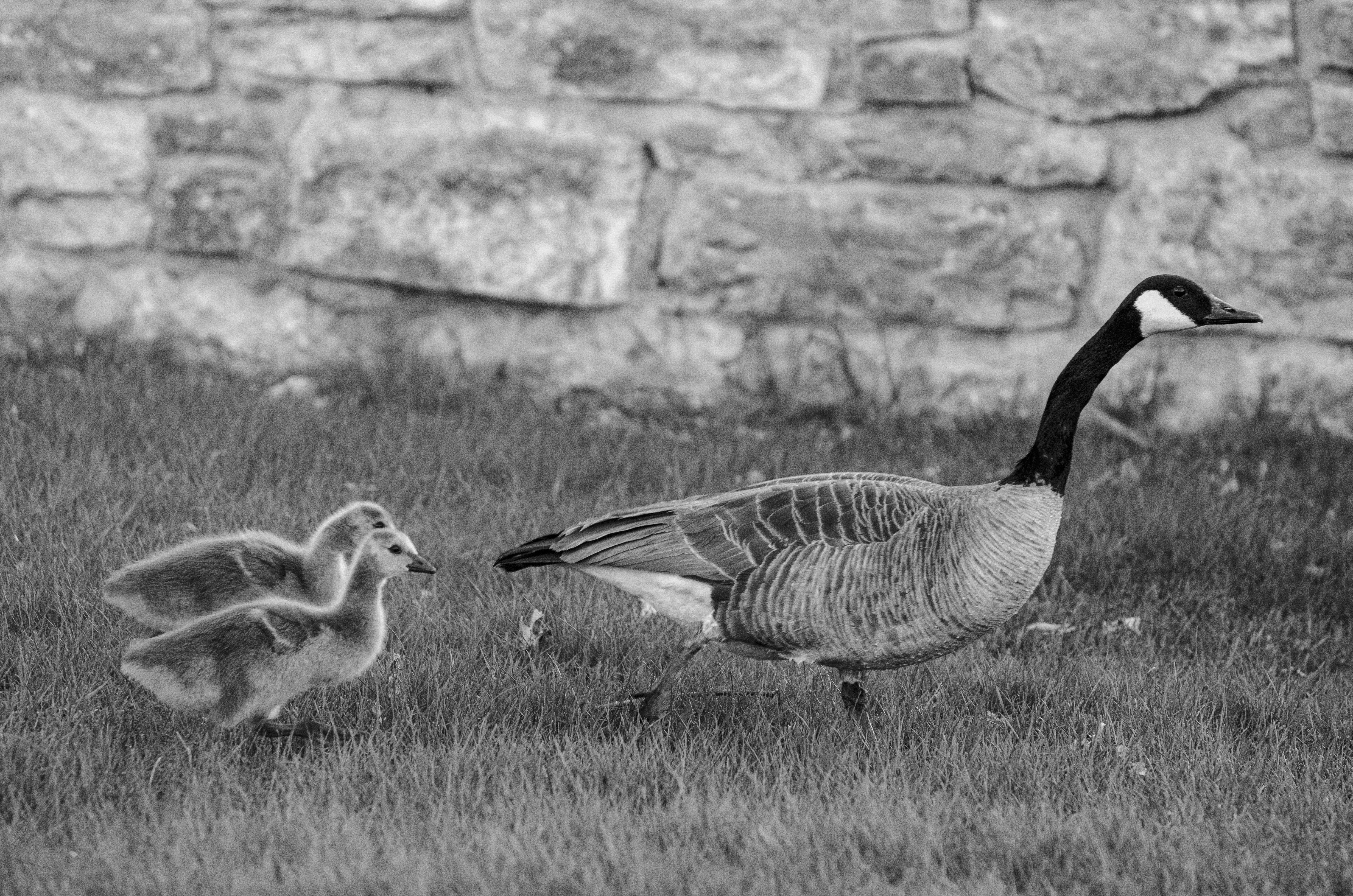 A duck and a duckling walking in the grass photo – Free Animal Image on ...