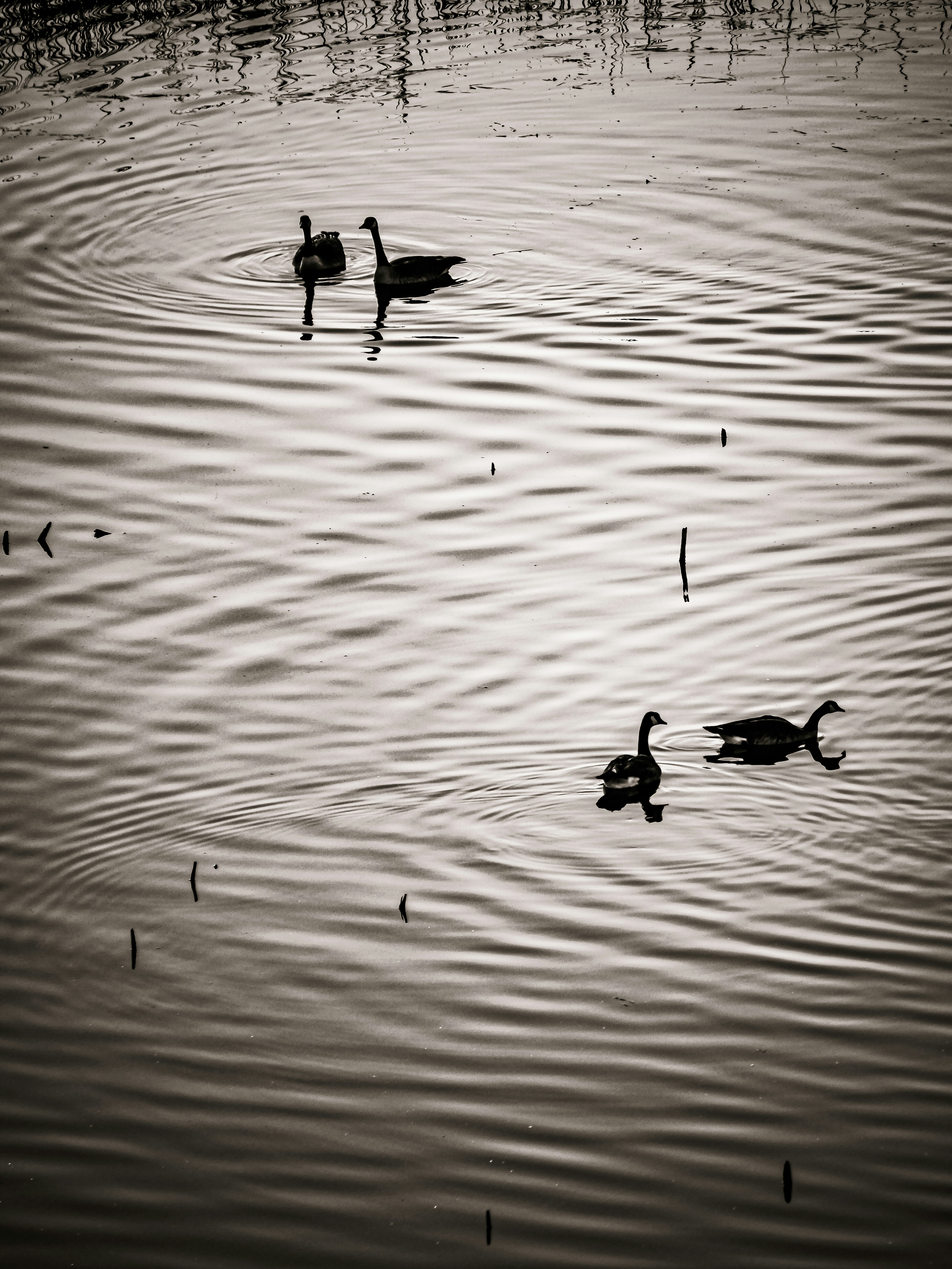 Dusk Quartet on a Quiet Pond