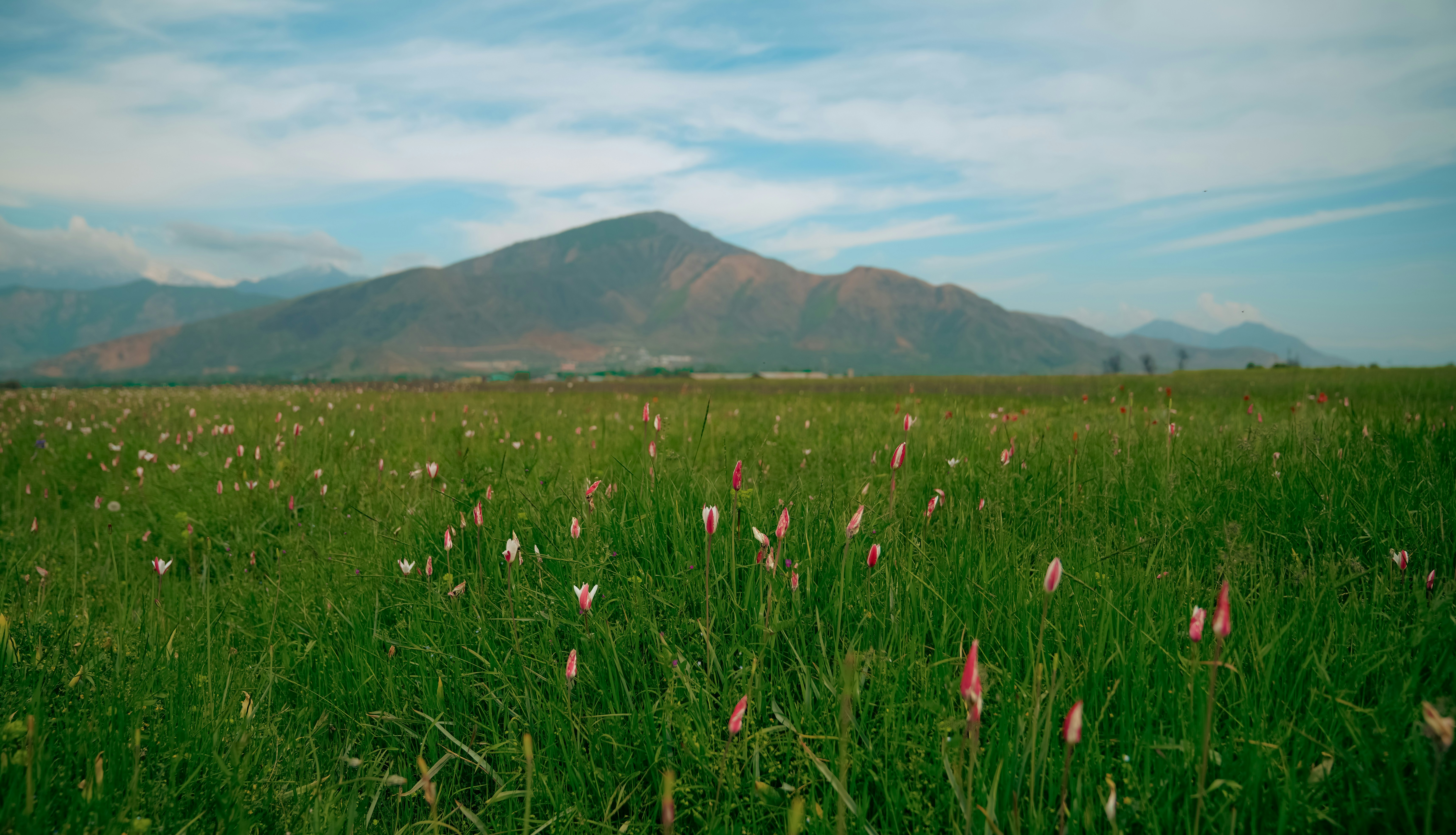 Vibrant wildflowers bloom across a lush green field, with a majestic mountain range rising in the background under a serene sky.