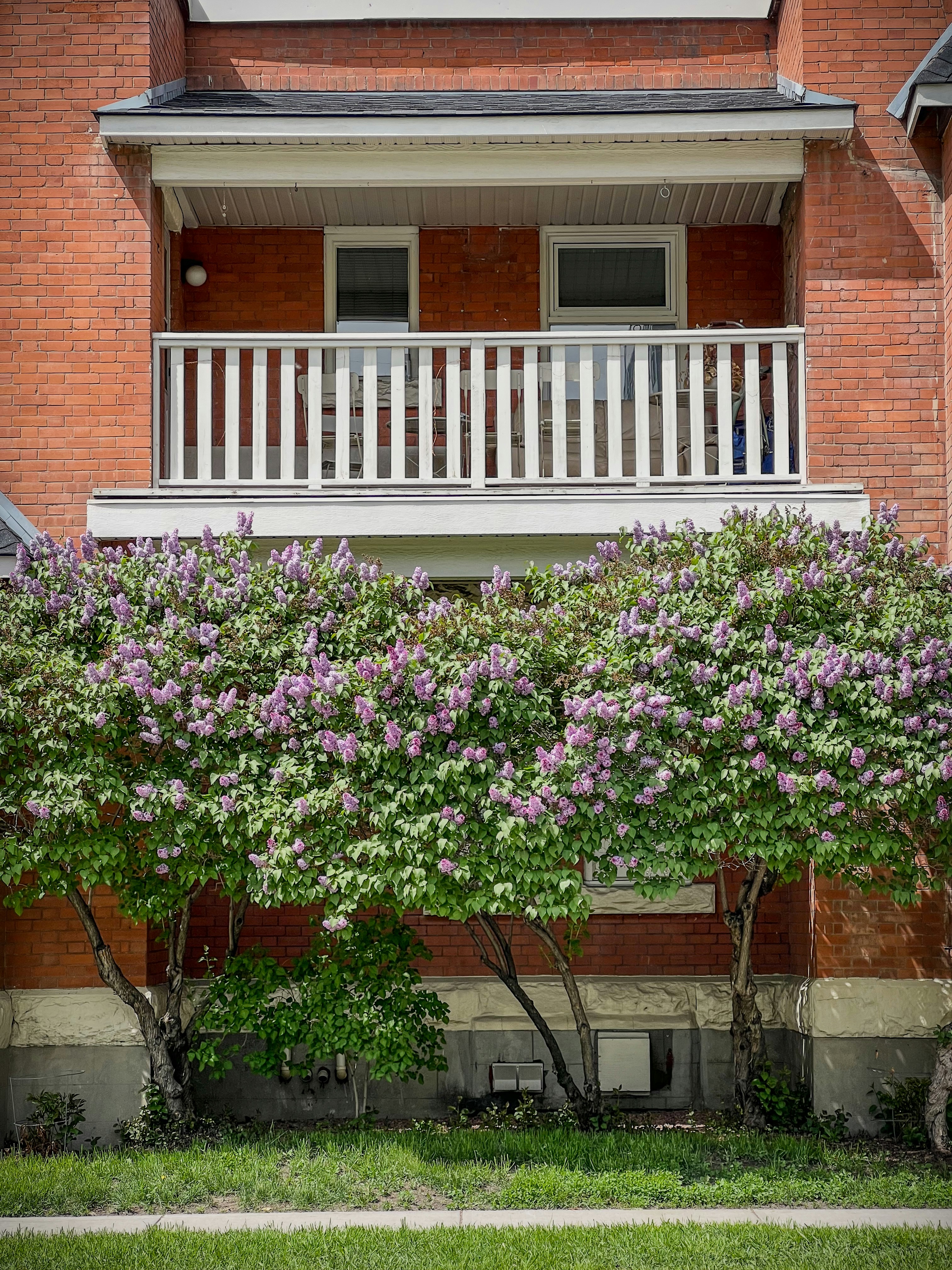 Lilac Canopy Over a Red Brick Balcony