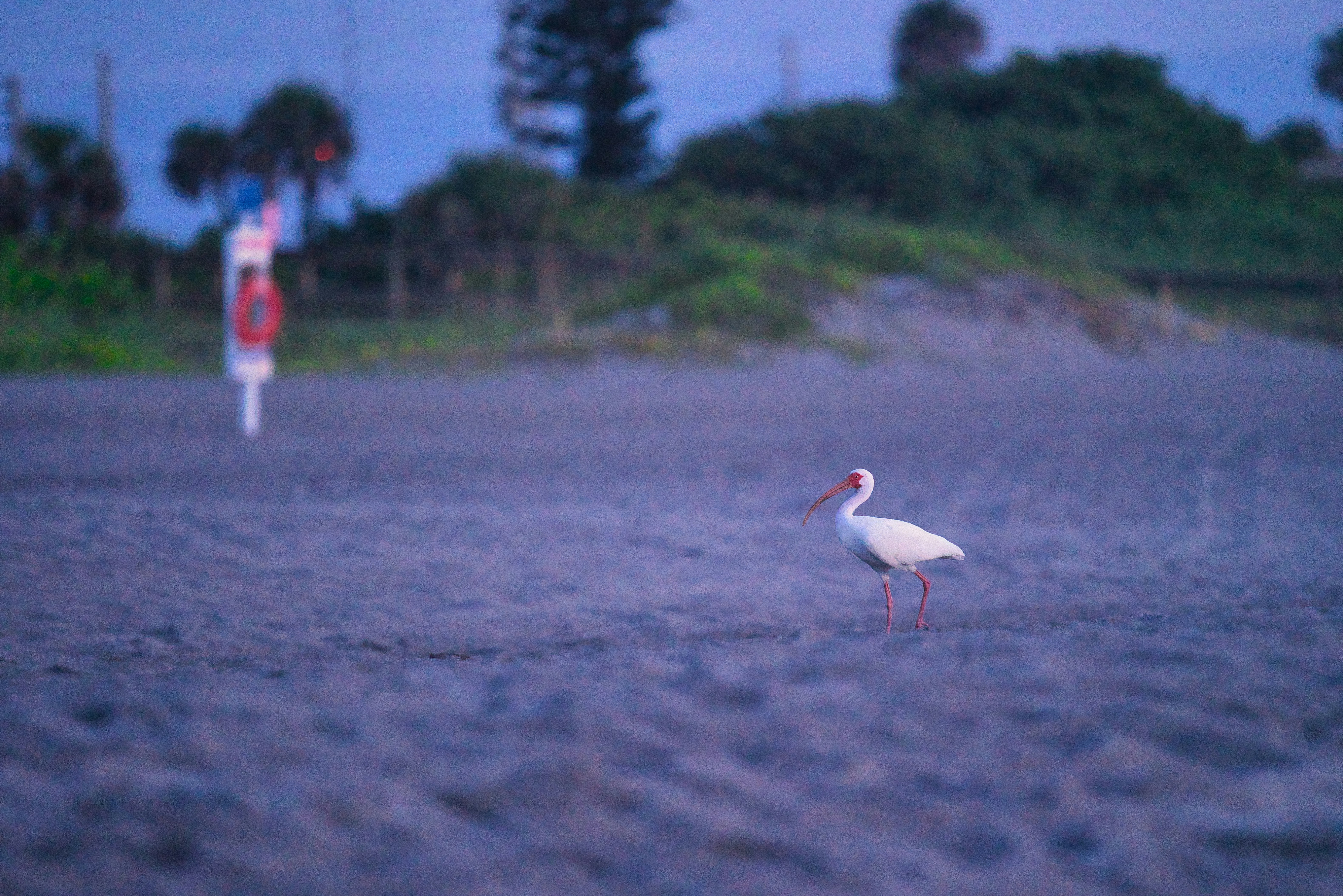 Dusk Egret at the Edge of a Quiet Beach