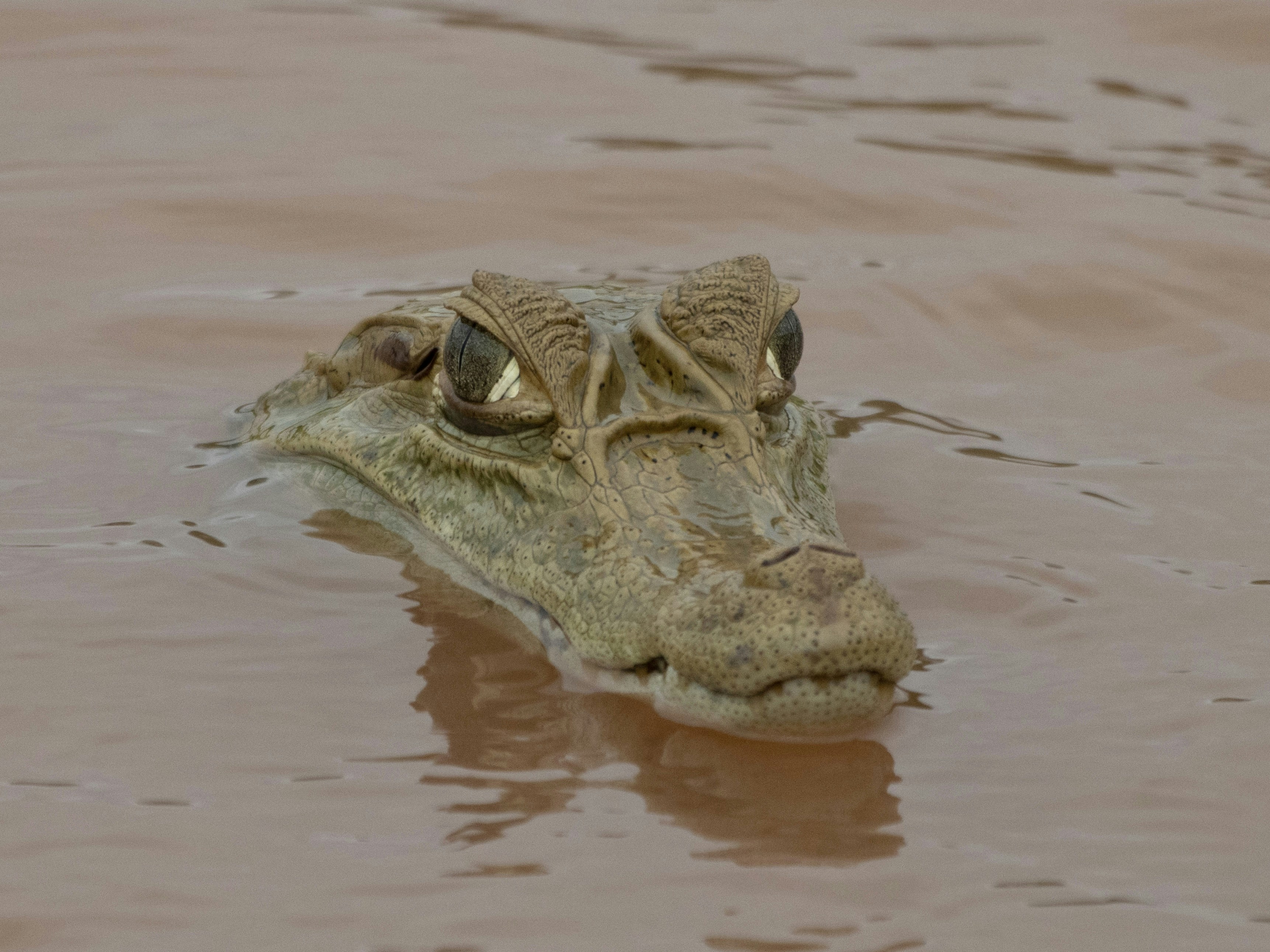 Crocodile Emerges: Unblinking Gaze in Murky Water