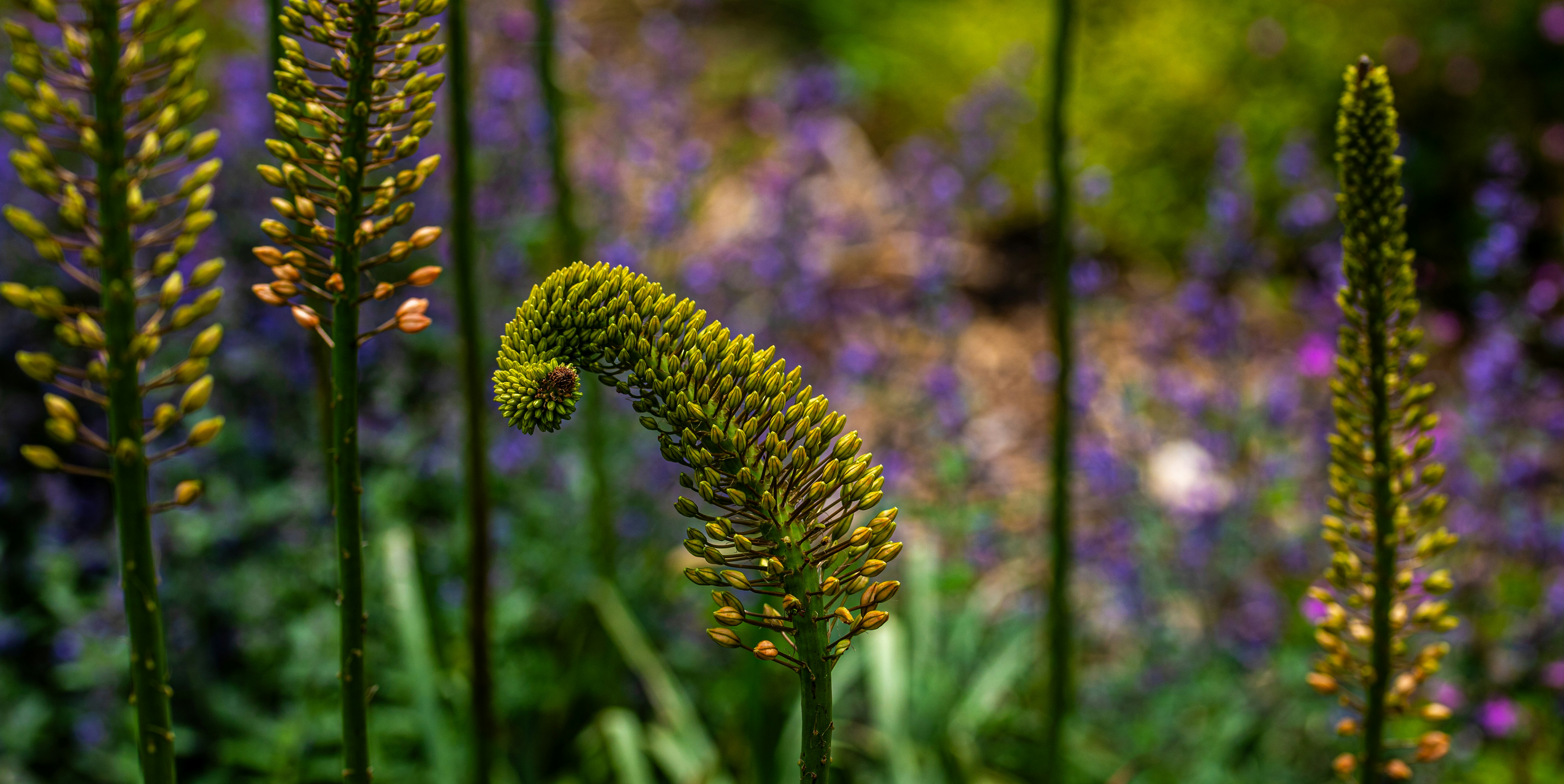 Curved Golden Spike in a Lavender-Blurred Garden