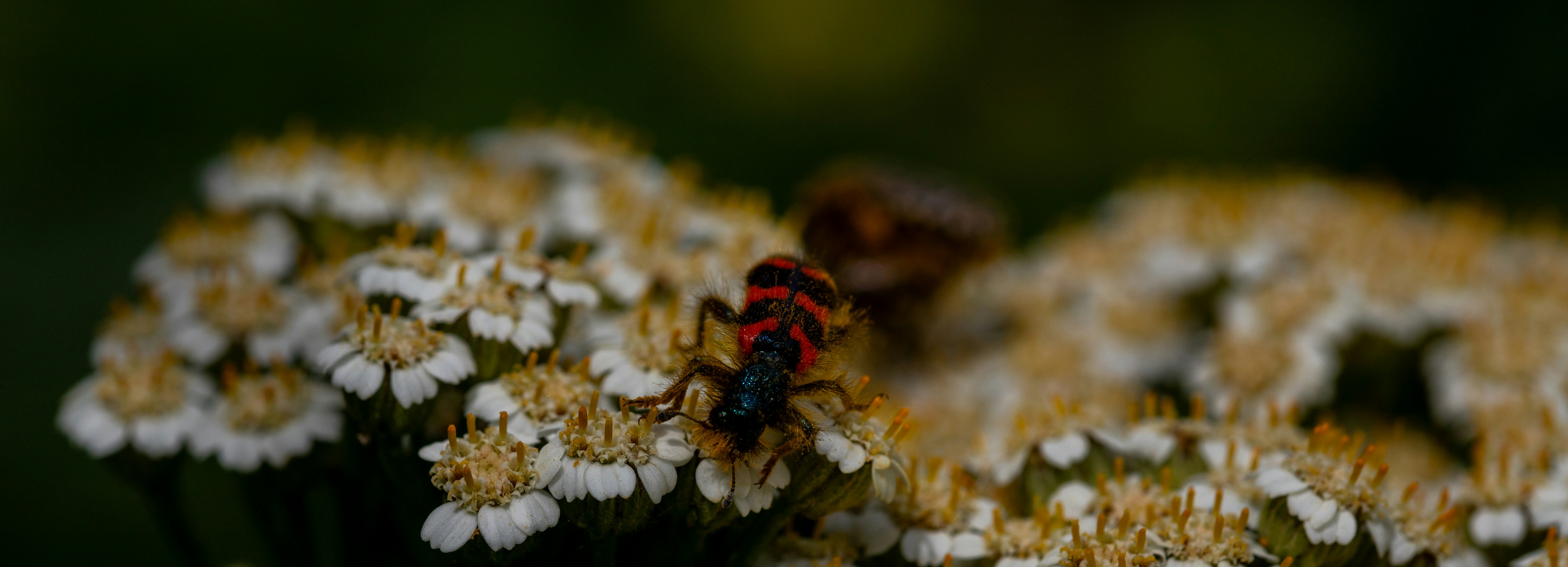 Crimson Mark Among White Daisies: A Tiny Insect on Blooming Patch