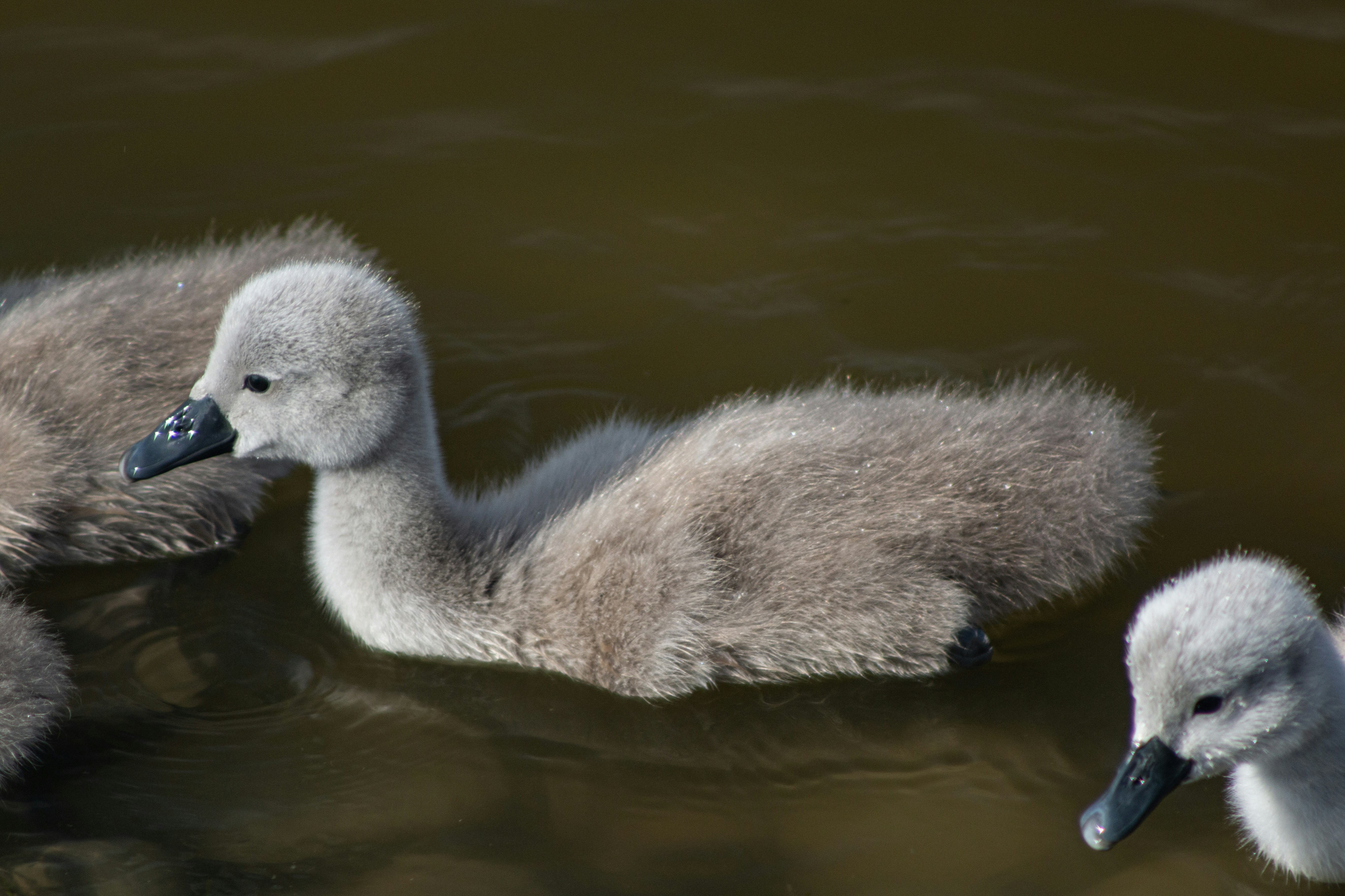 A group of three baby ducks swimming on top of a lake photo – Free Sea ...