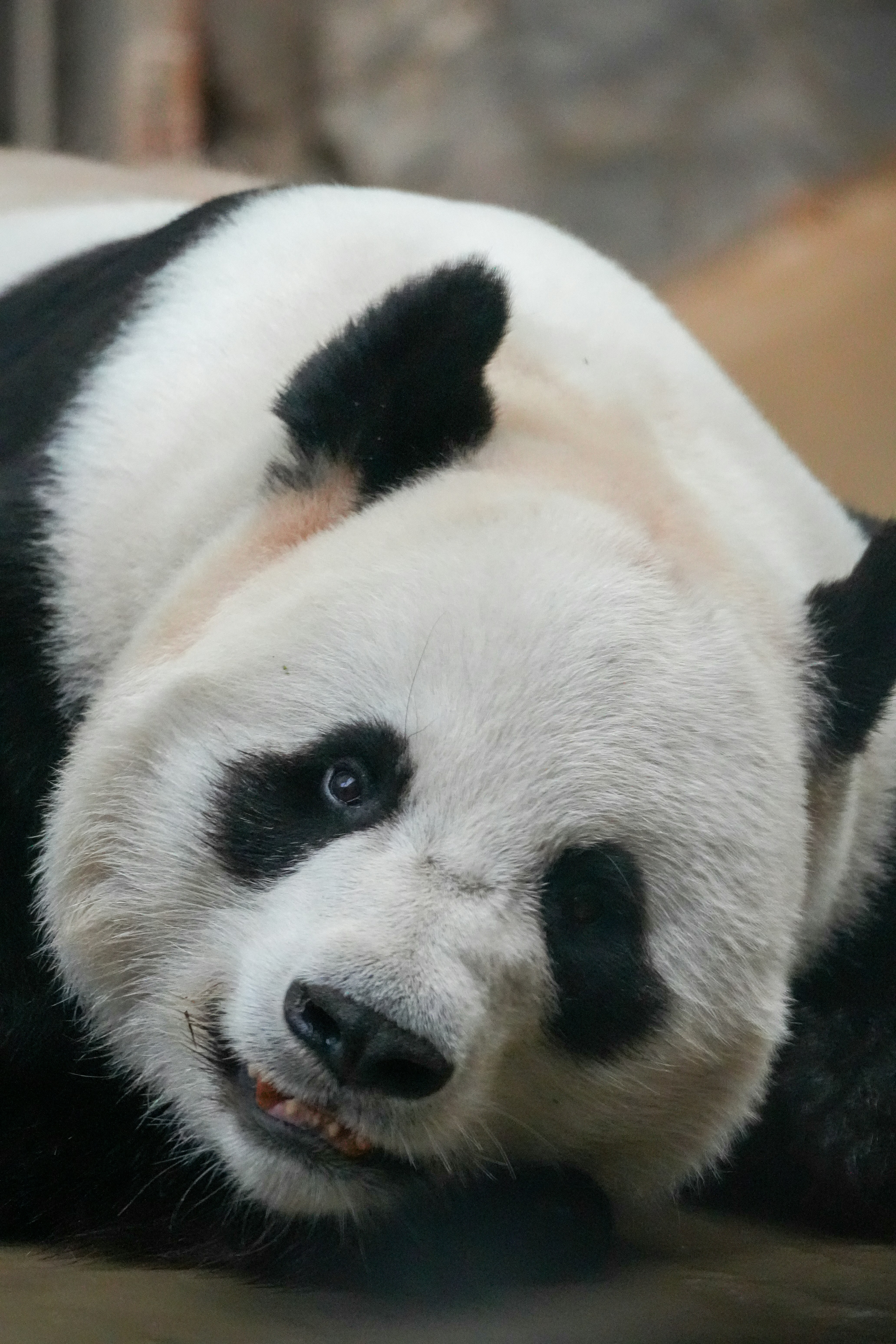 Panda Rest: A Gentle Moment of Black-and-White Calm