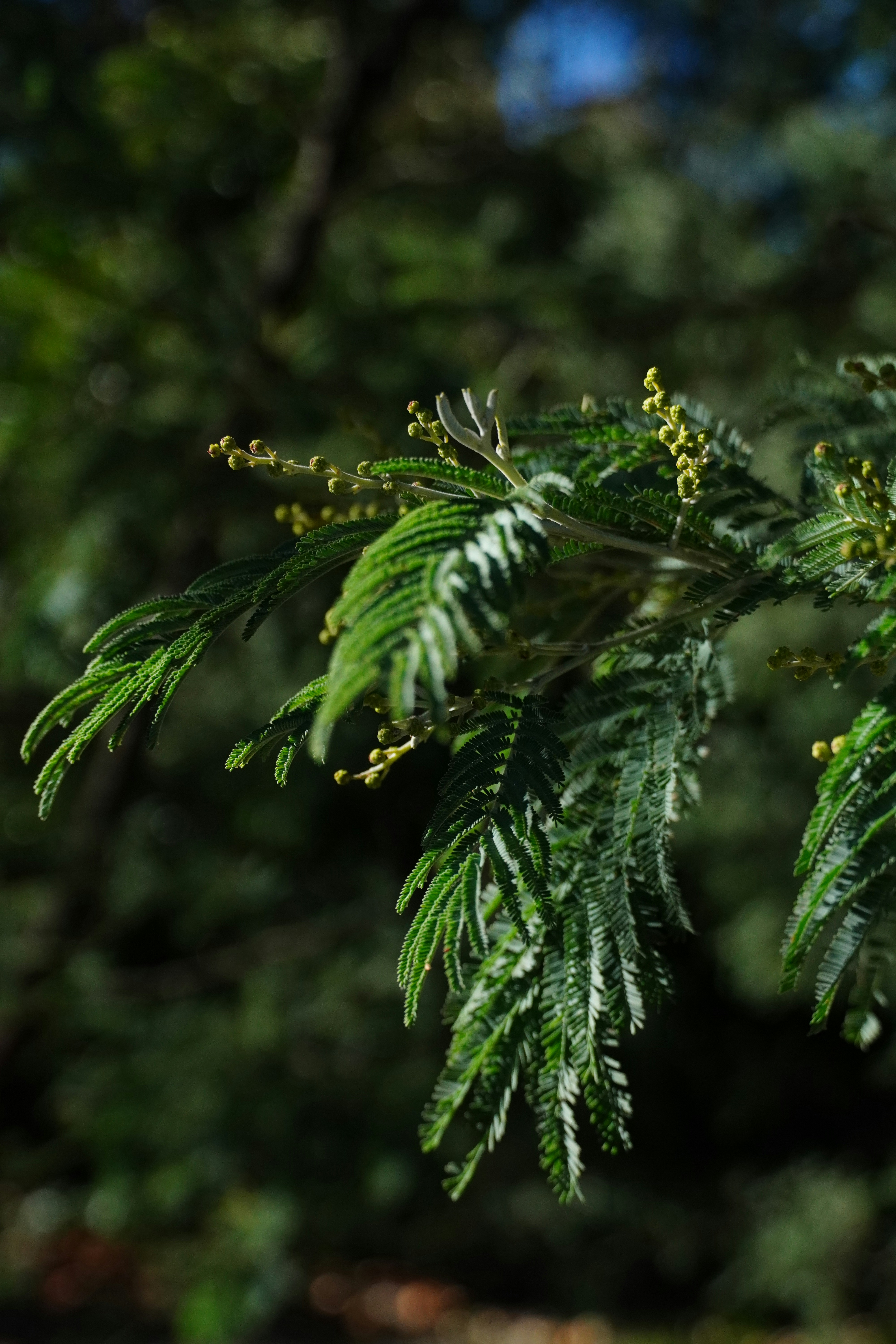 Emerald Fronds in Sharp Focus: A Close-Up of Feathery Leaves and Buds