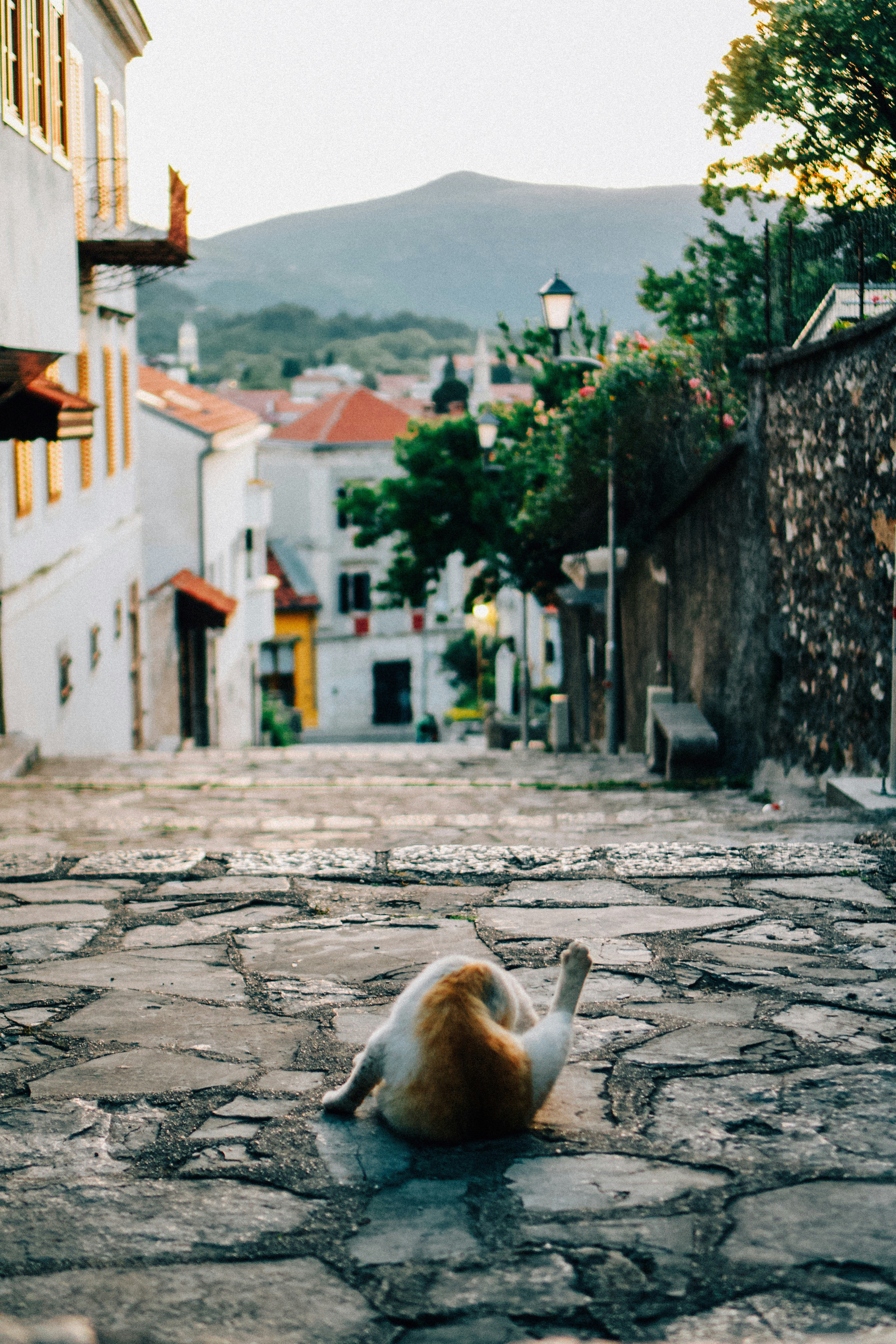 Cathedral Steps to Quiet Hills