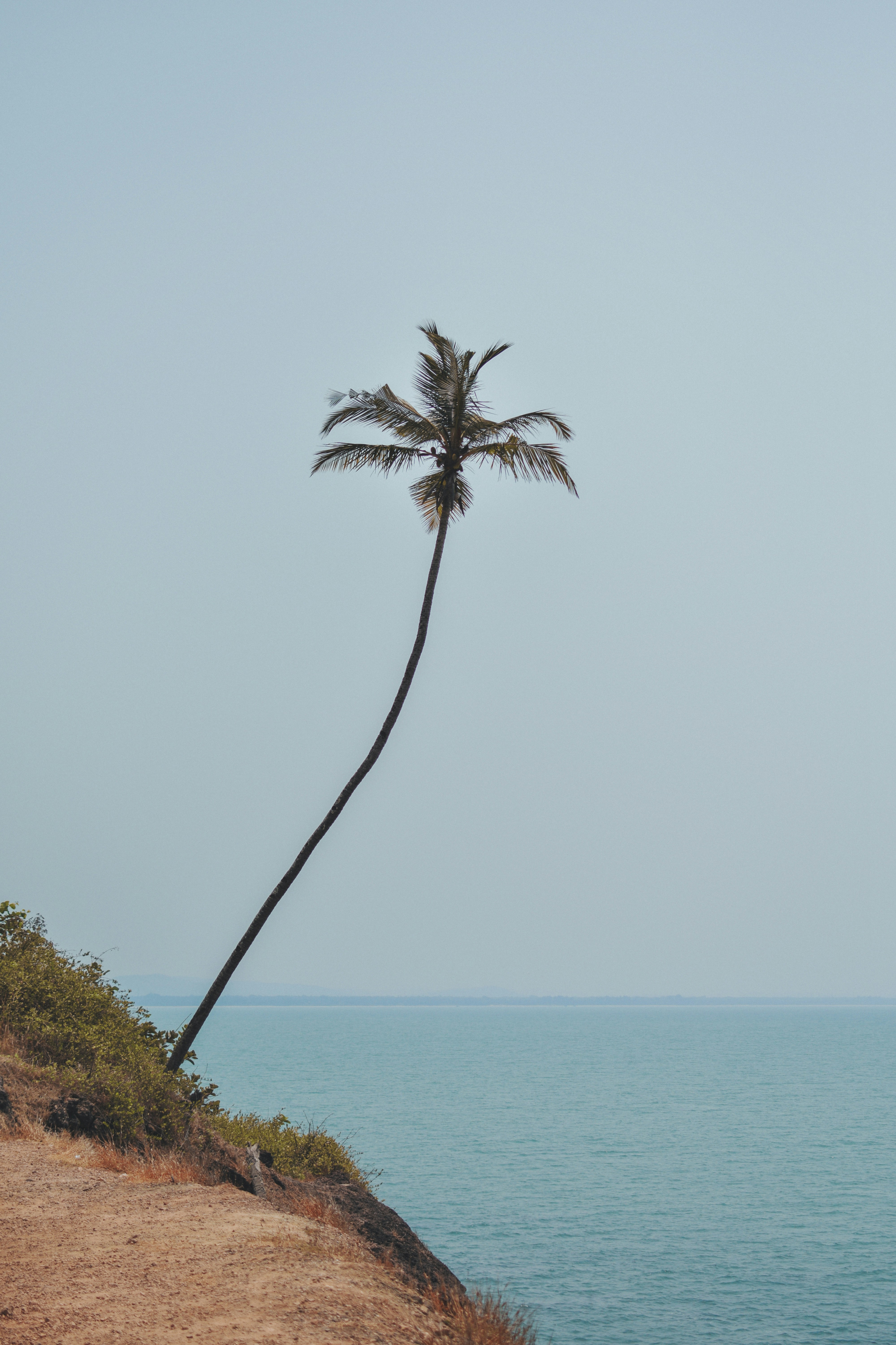 The Leaning Palm Sentinel Over a Quiet Sea