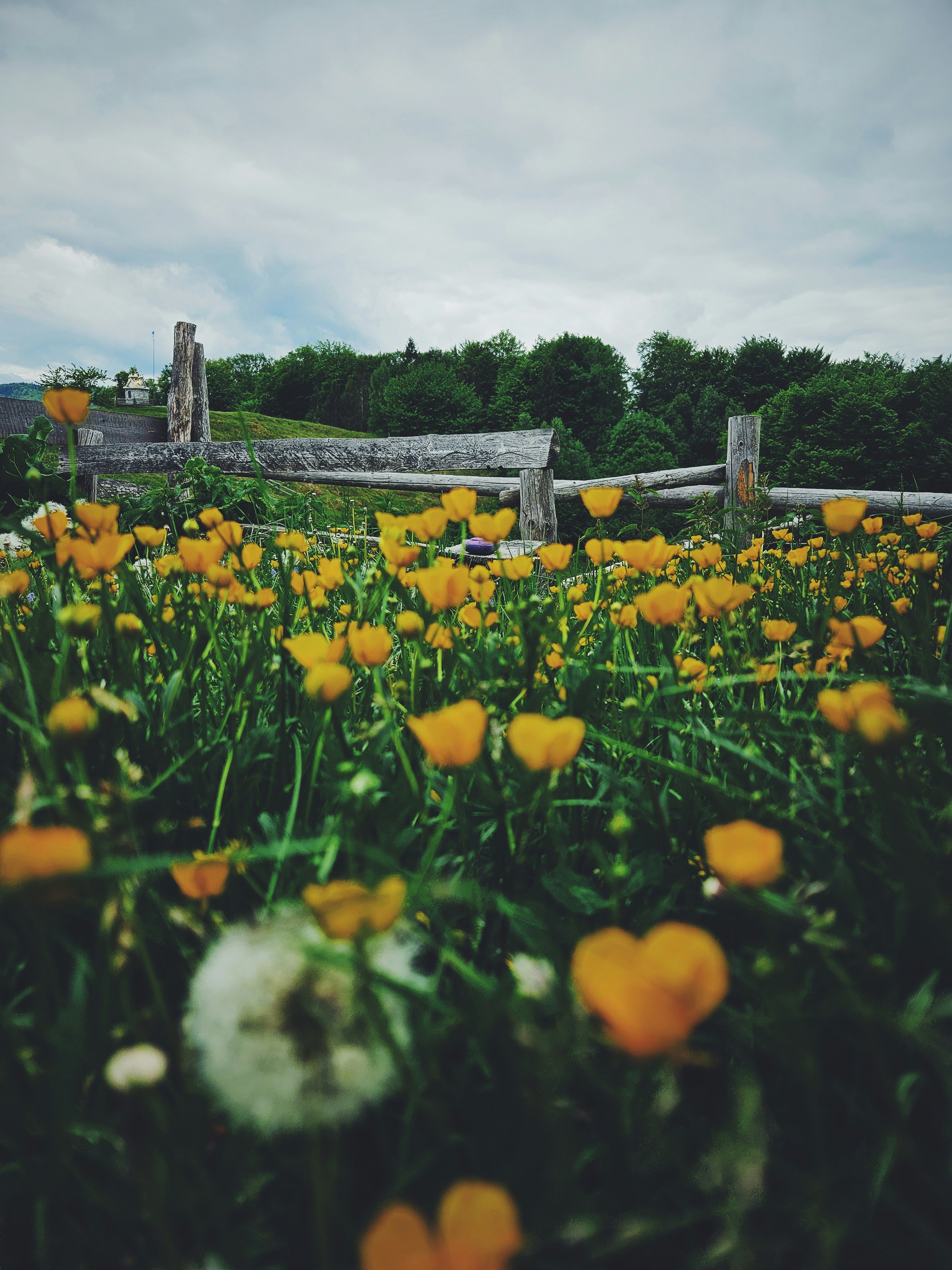 Timeworn Fence Framing a Field of Yellow Wildflowers