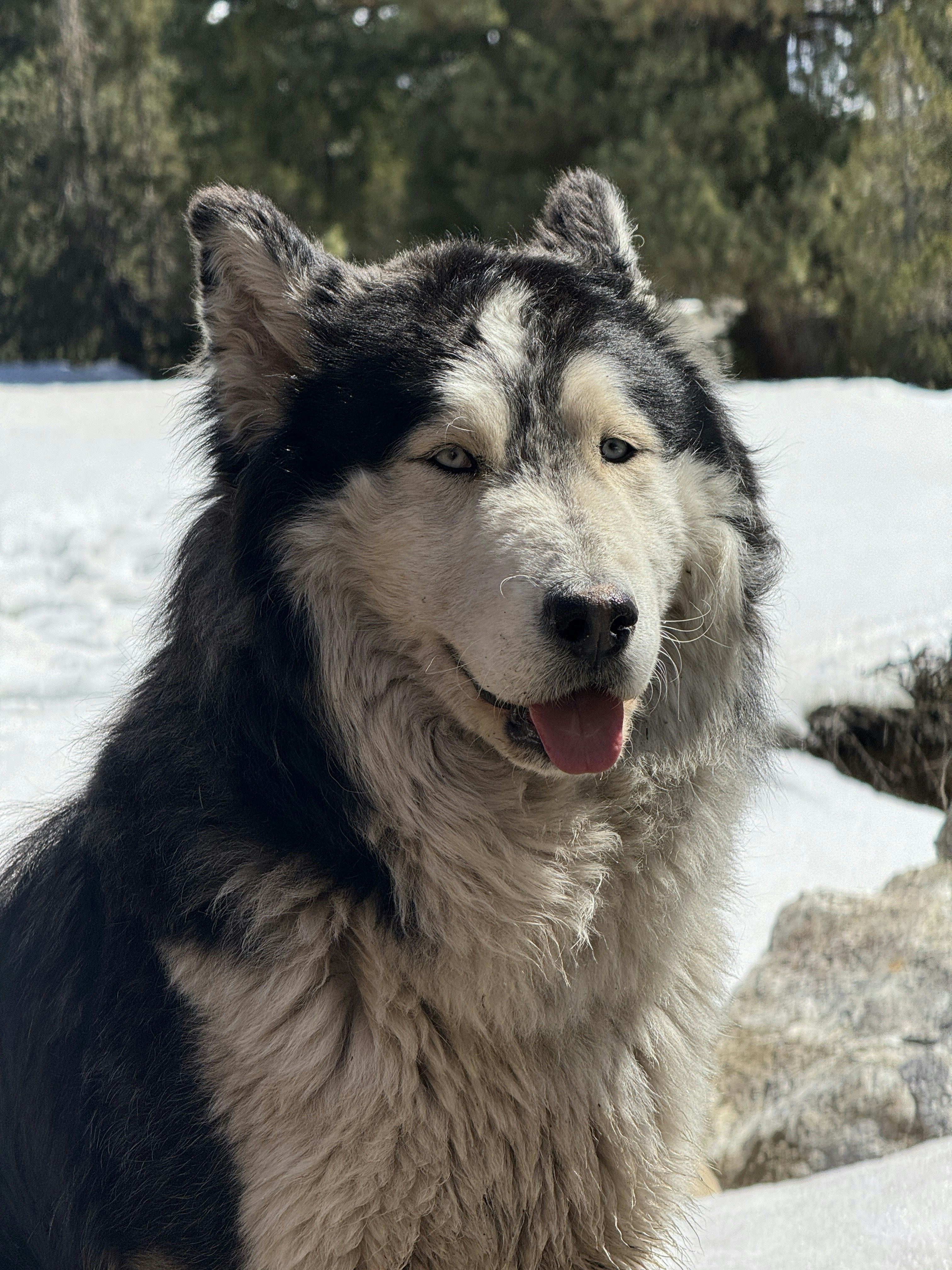 A black and white dog sitting in the snow photo – Free Fairy meadows ...