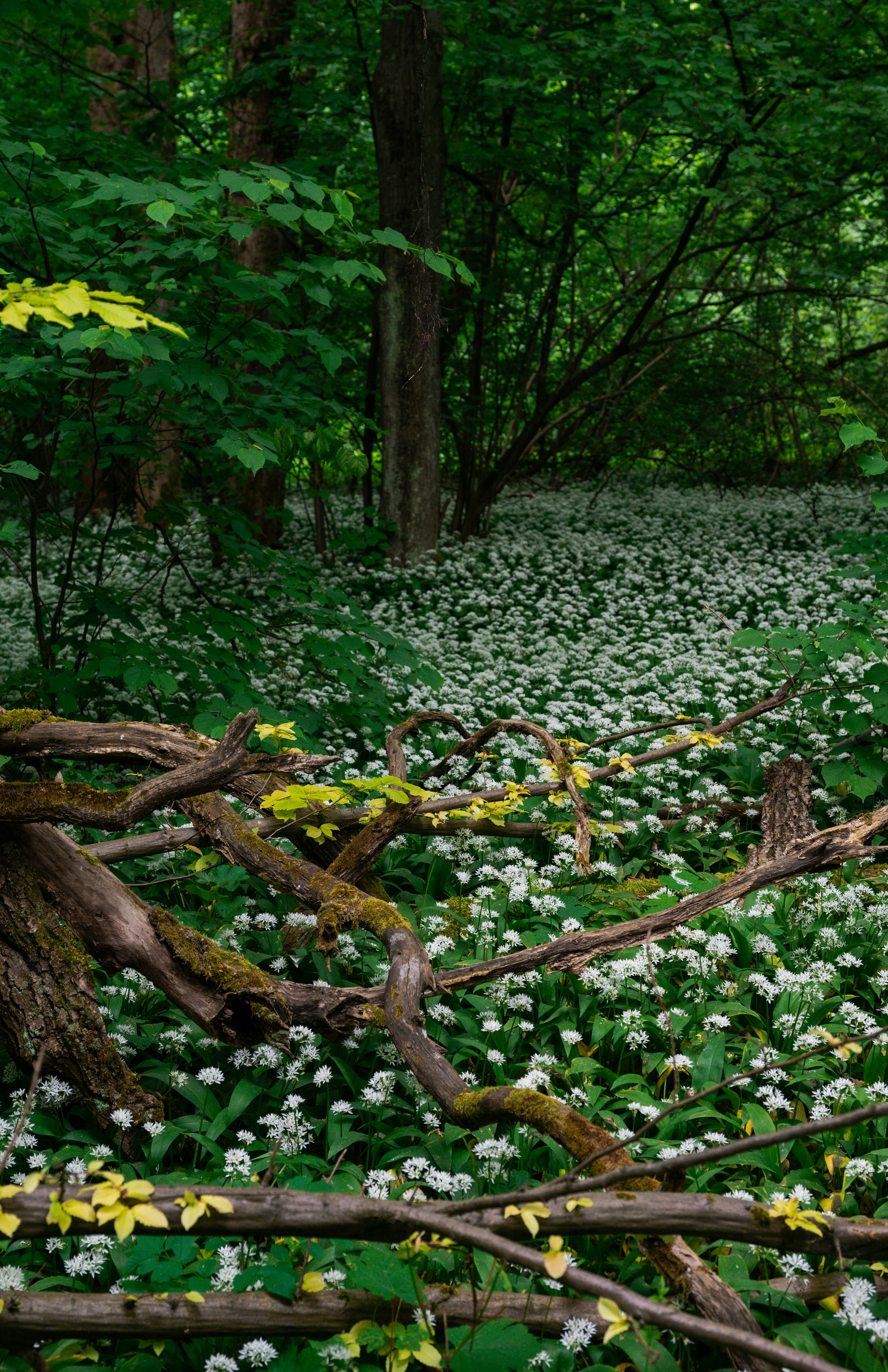 Carpet Beneath the Canopy: White Wildflowers Woven Through a Tangle of Branches