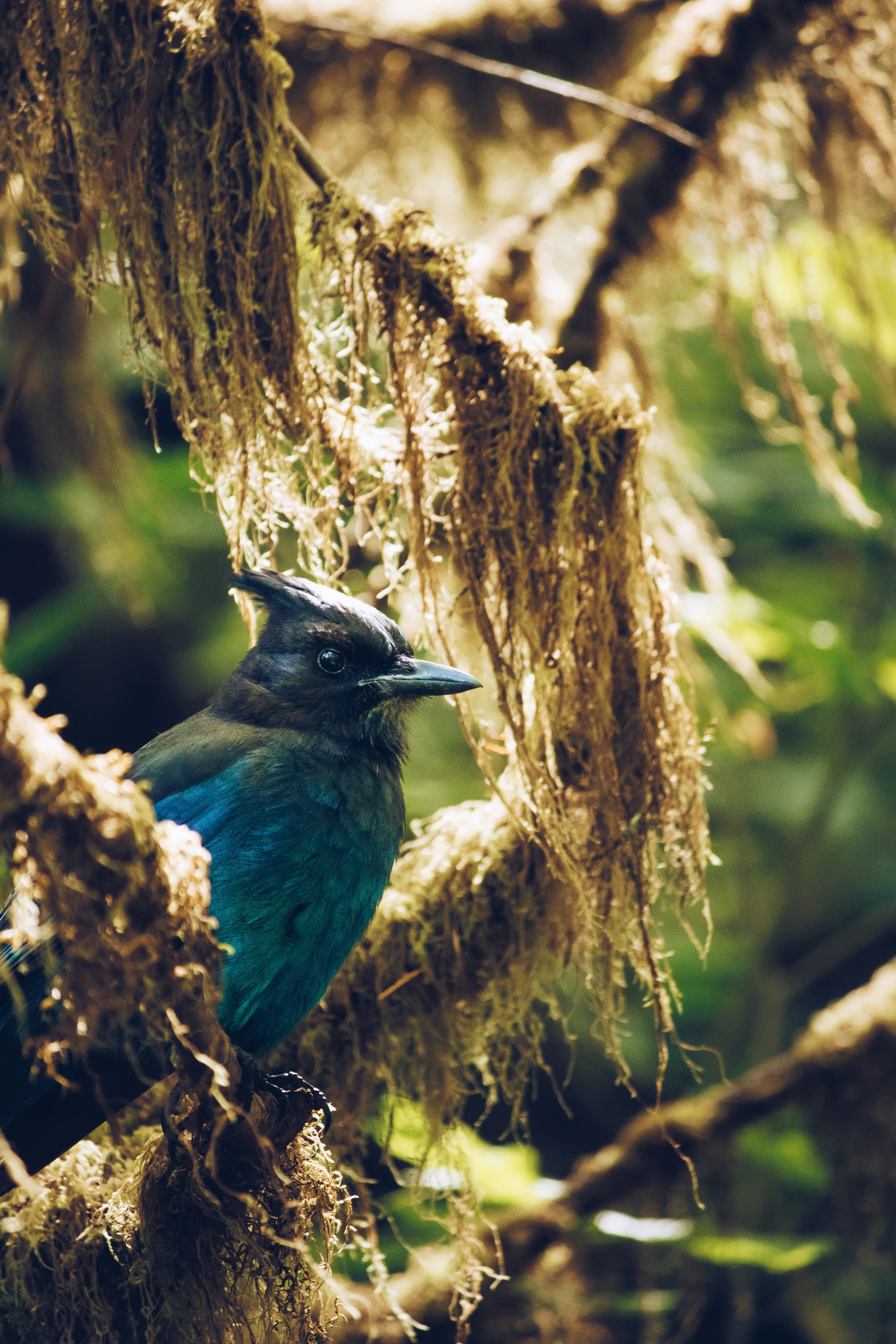 Azure Crest in a Moss-Draped Forest Nook