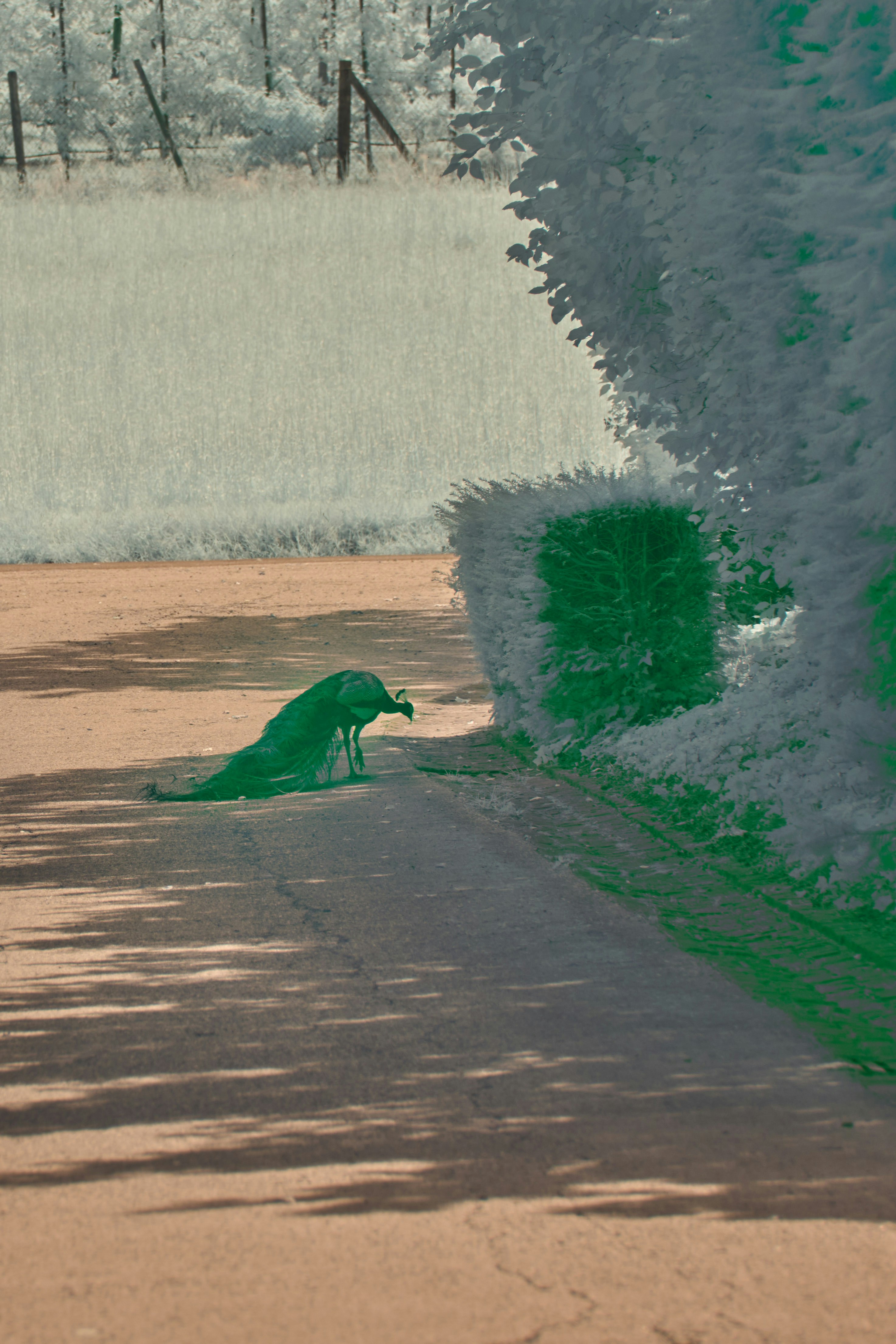 Infrared Quiet: A lone dog on a sunlit rural lane