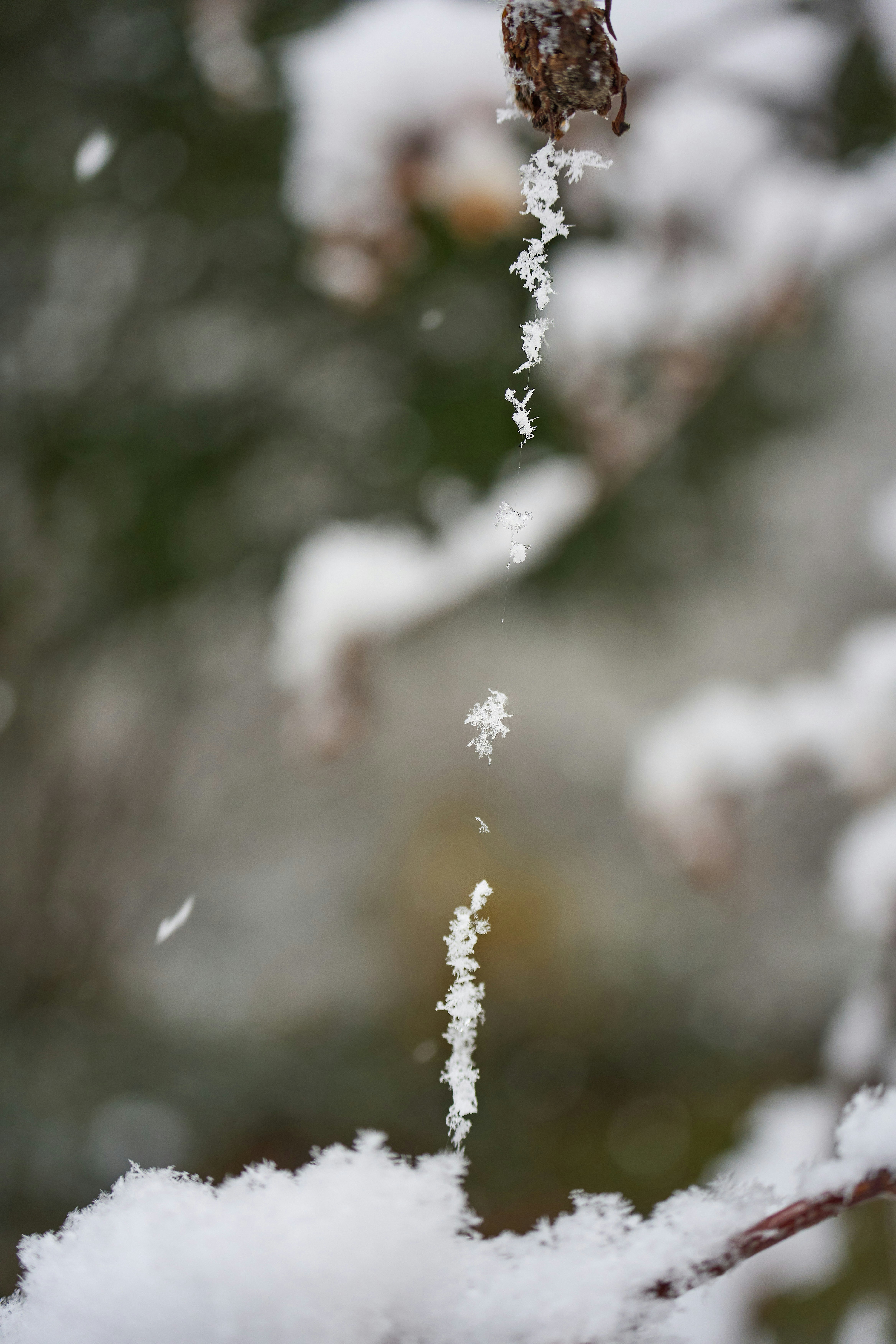 Vertical Frost Thread: a delicate ice line on a winter twig