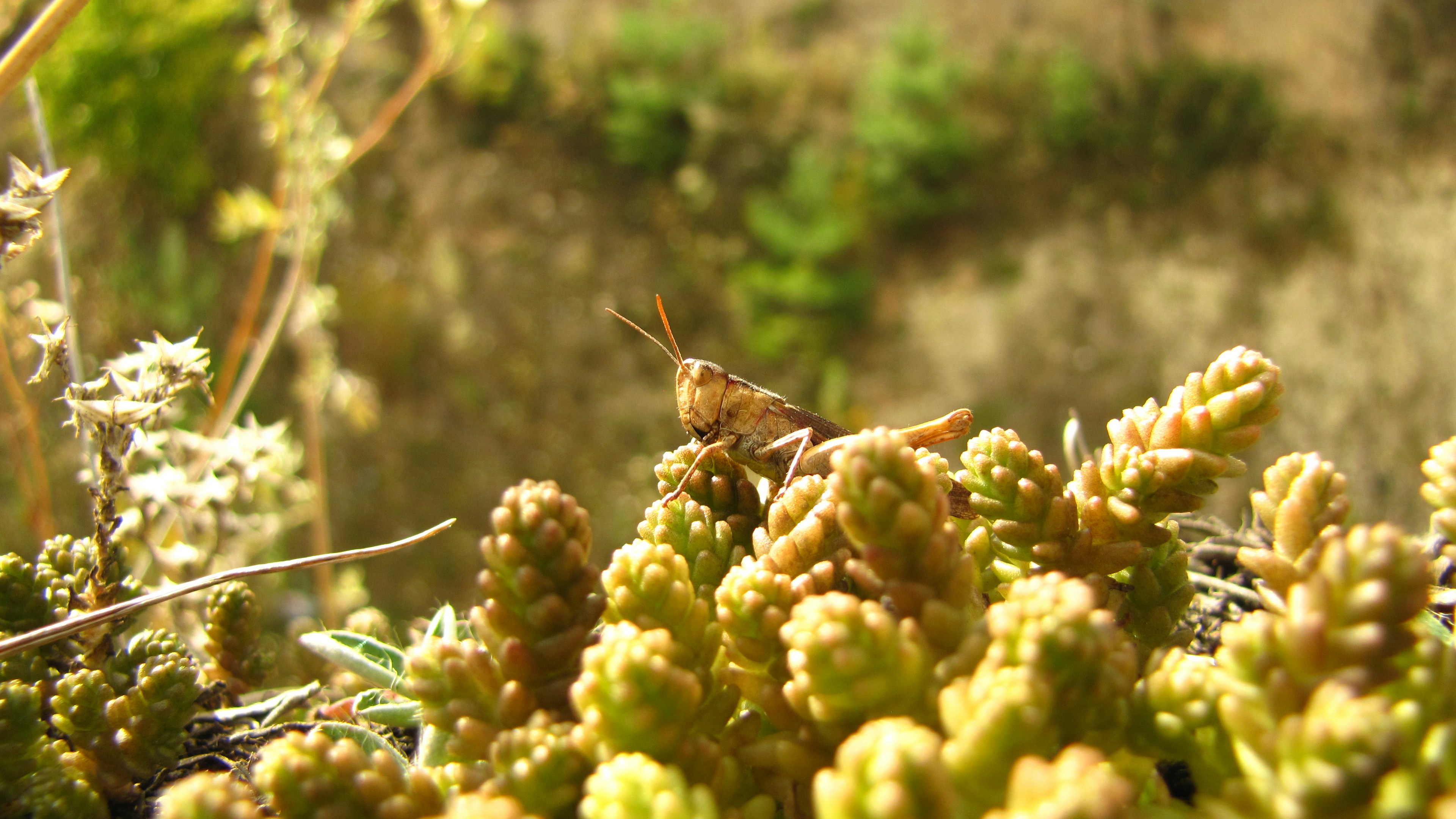 Close-up photograph of a tiny brown insect perched on yellow-green stonecrop succulents, with a softly blurred green background.