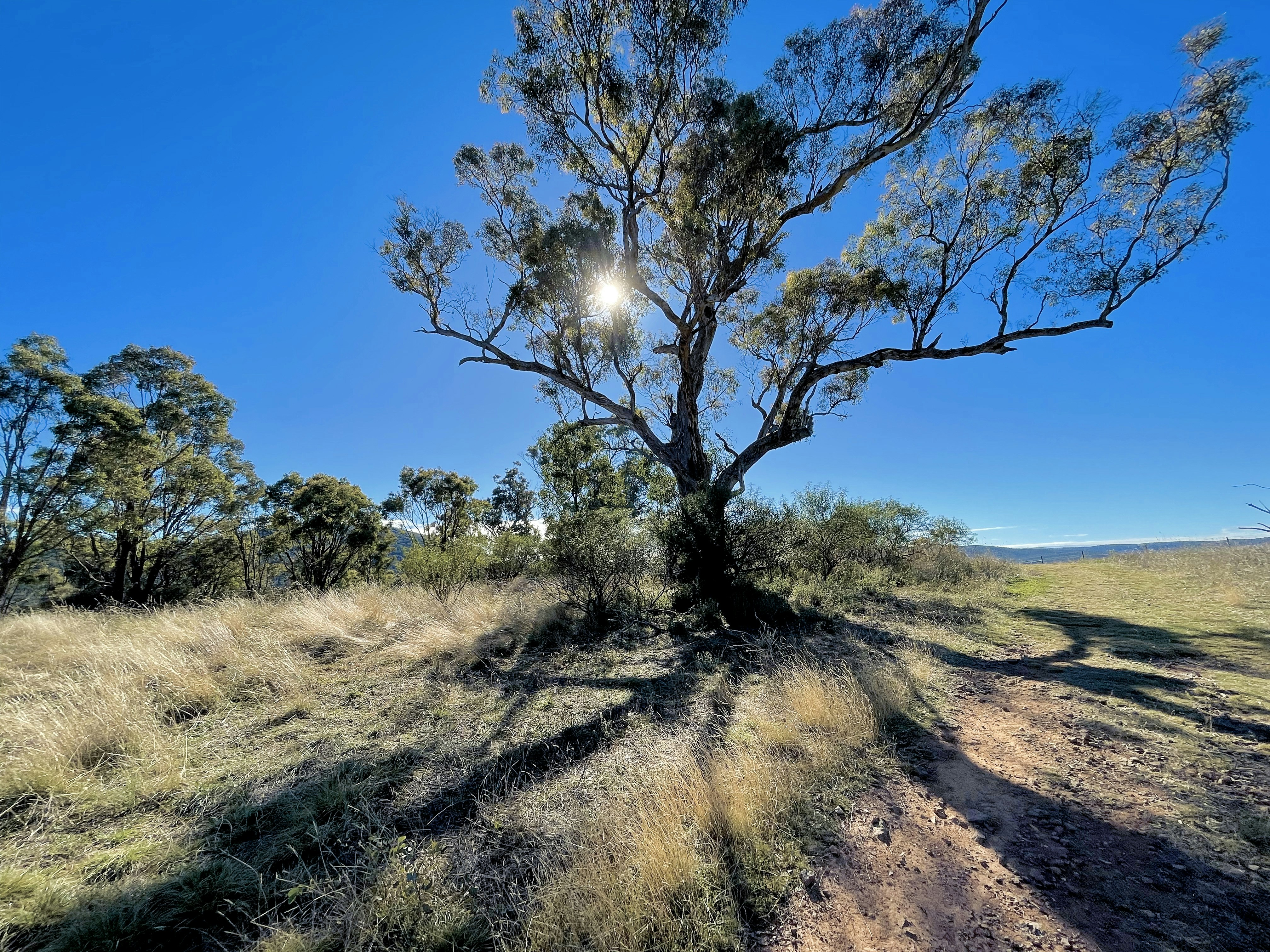 Gumtree Pictures | Download Free Images on Unsplash
