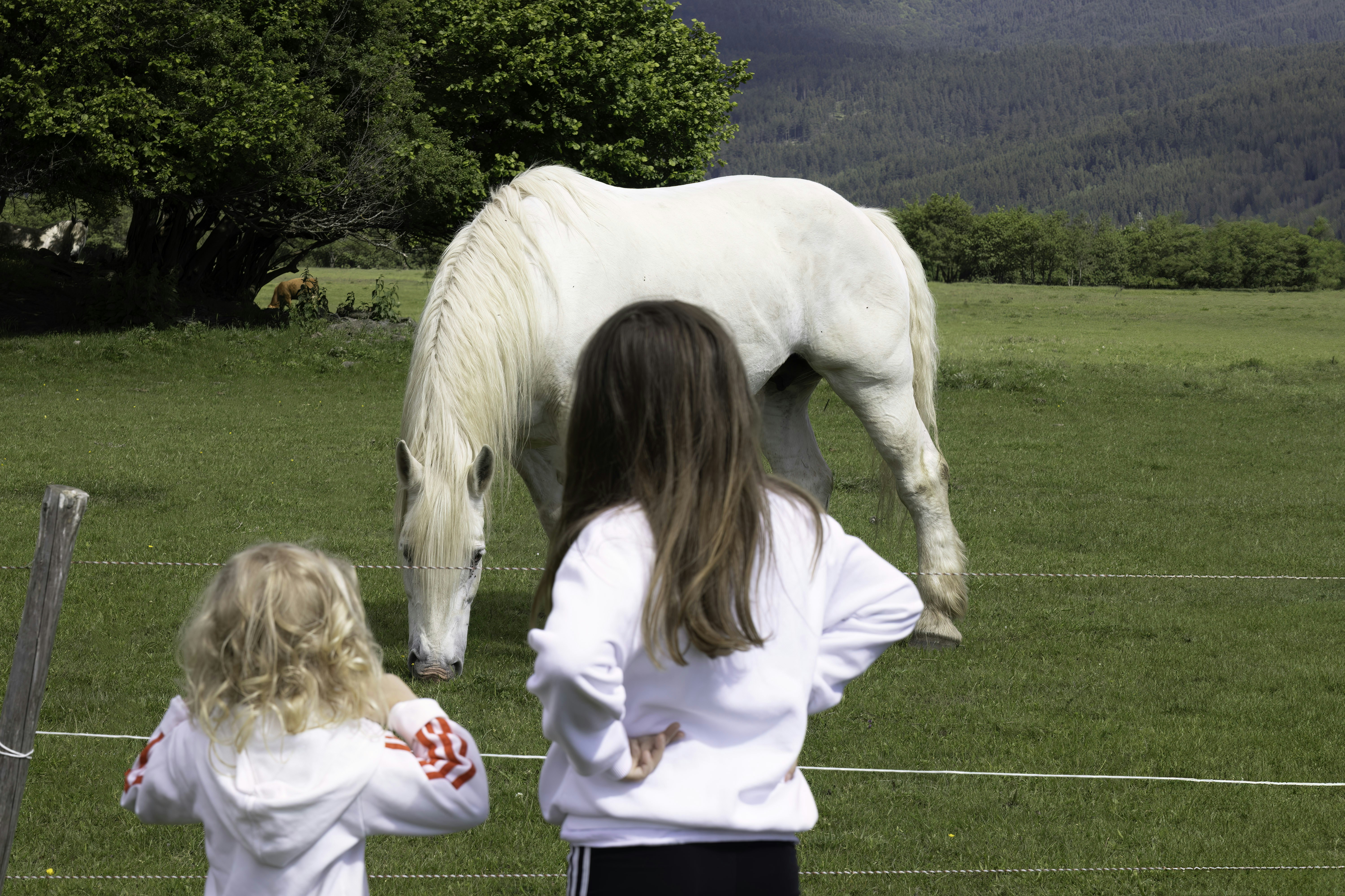 Fence-line Whispers: A White Horse Pauses to Greet Two Observers