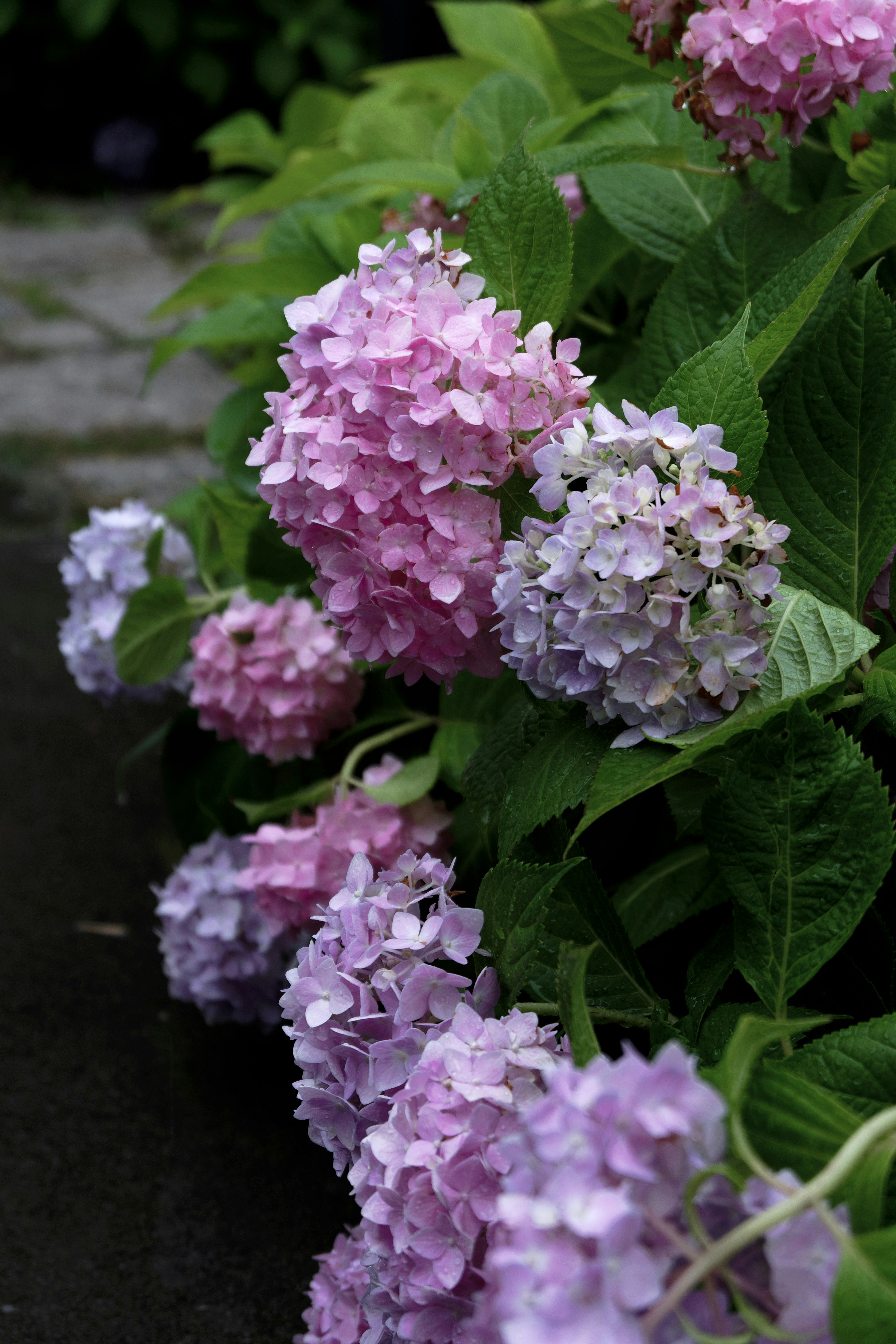 Pastel Hydrangea Cluster Along a Shaded Garden Path