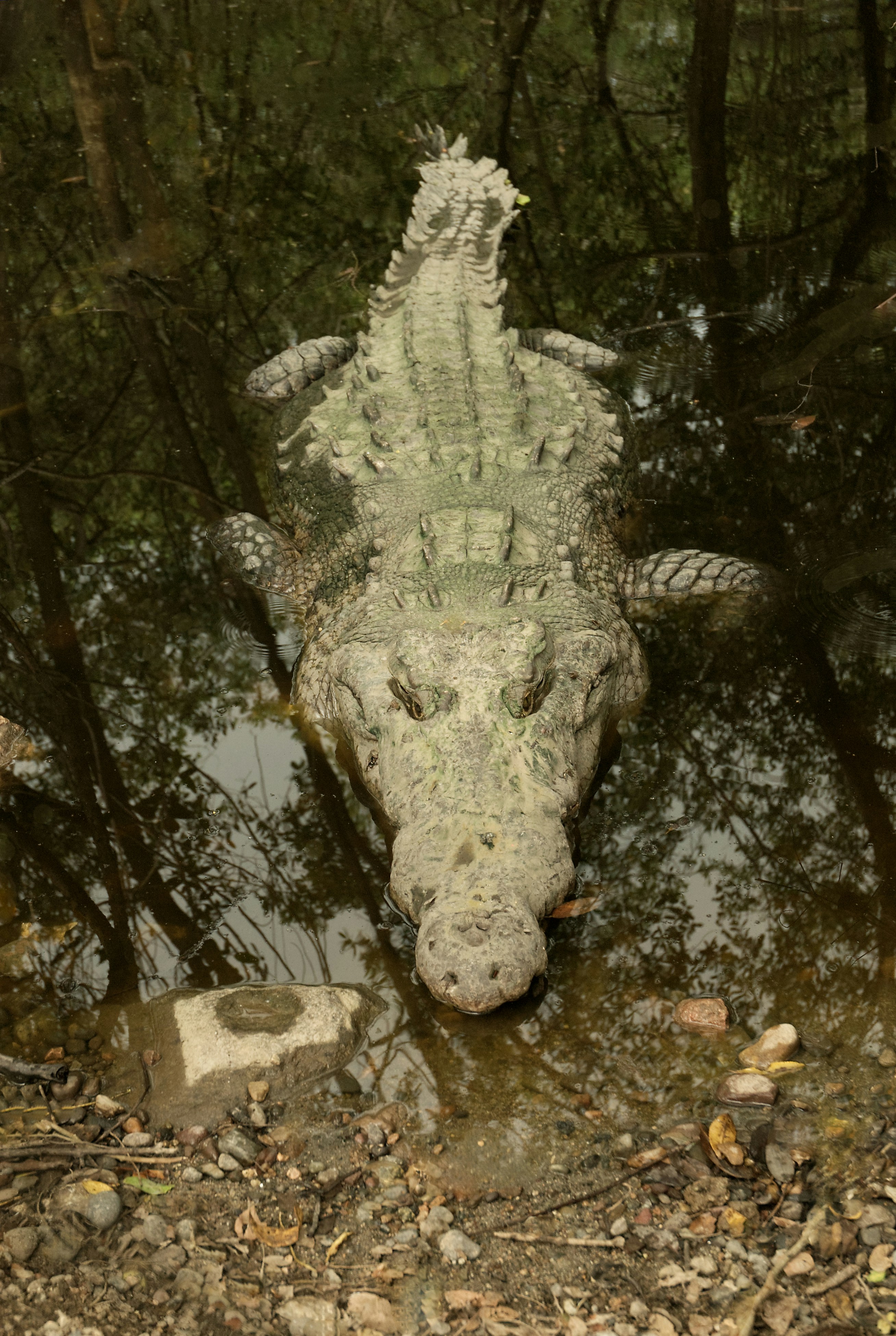 Crocodile in the Jungle