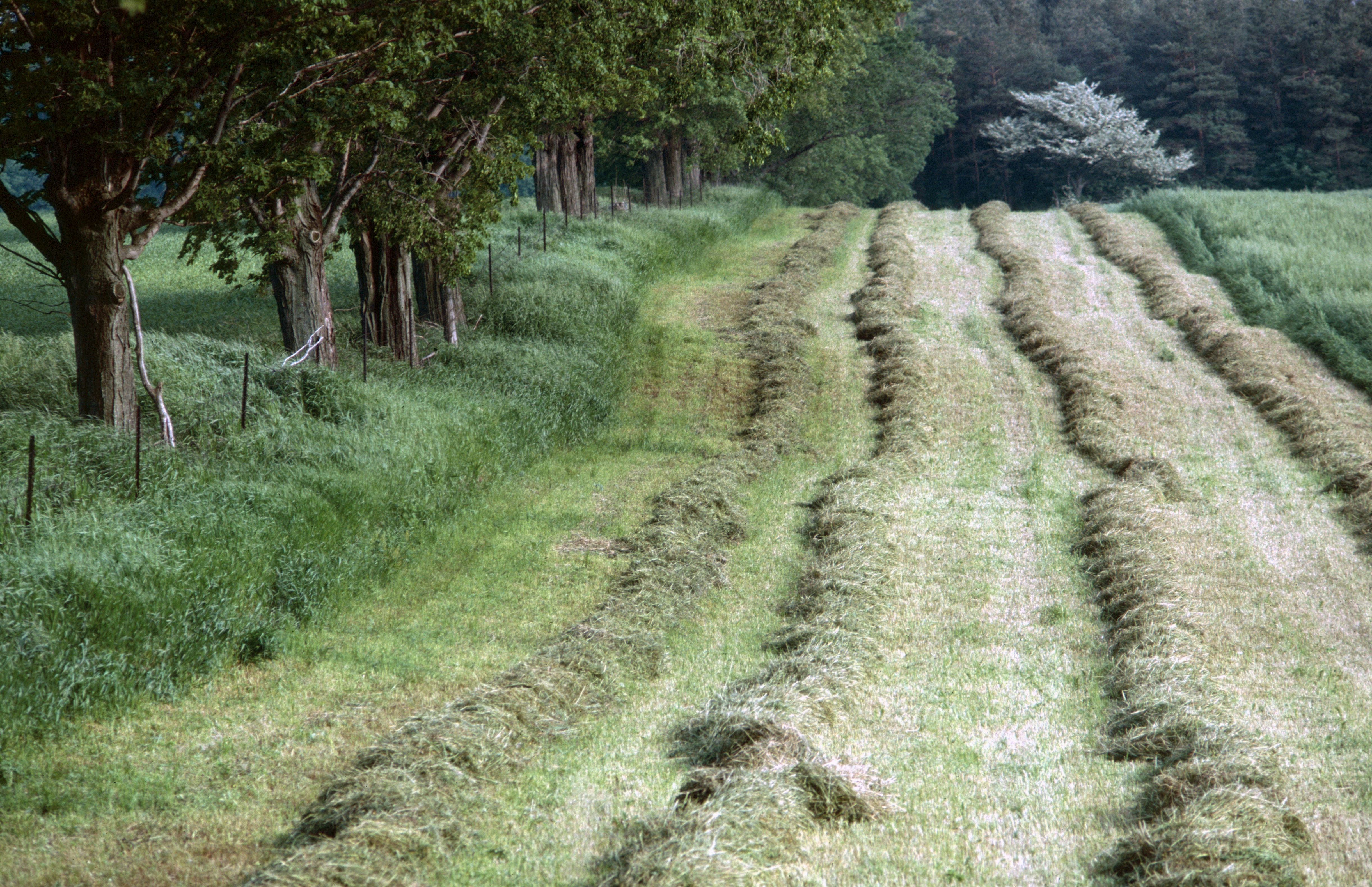 Photograph of a rural field with parallel hay rows and a grassy path toward a forested horizon.