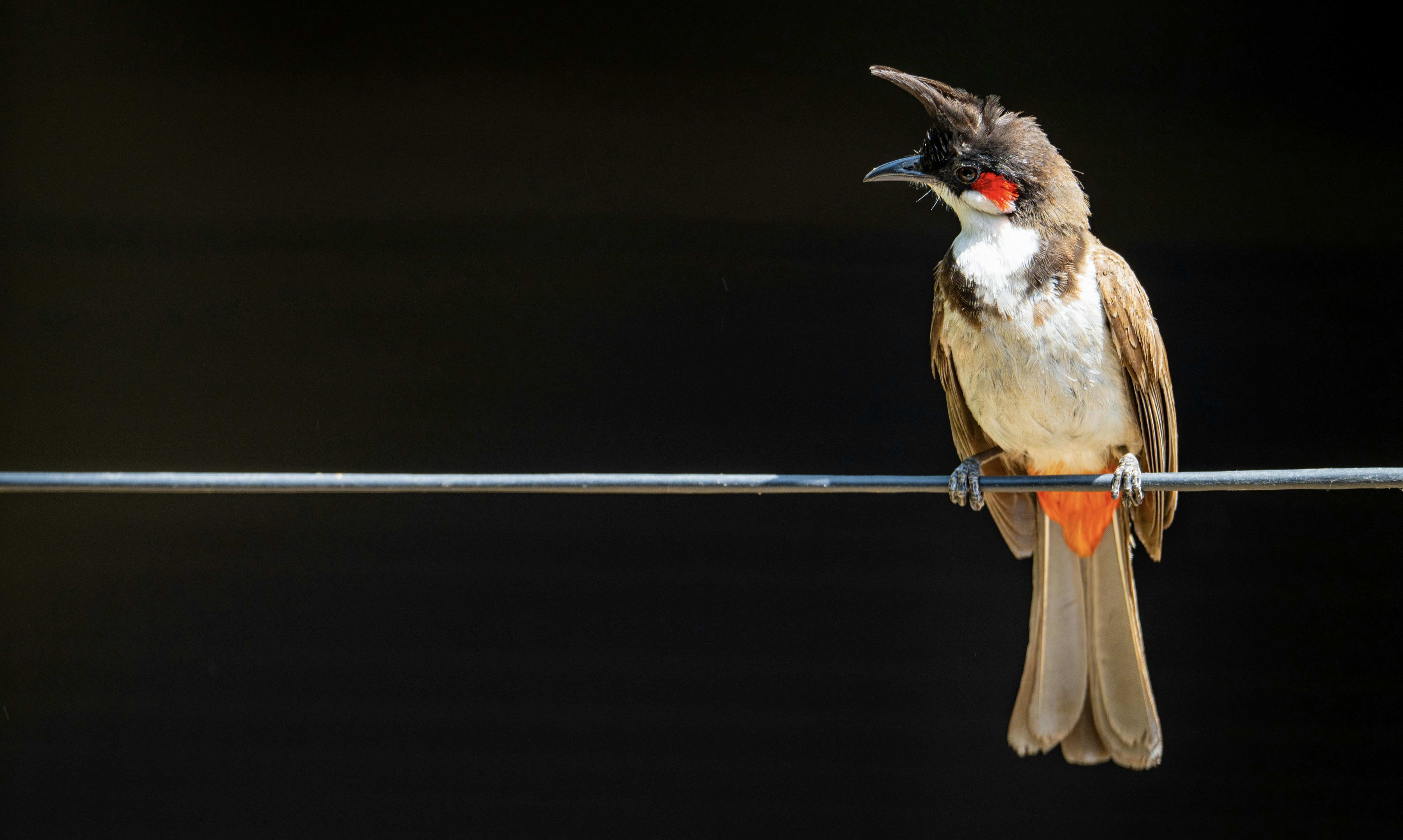 Red-cheeked Crest on a Wire