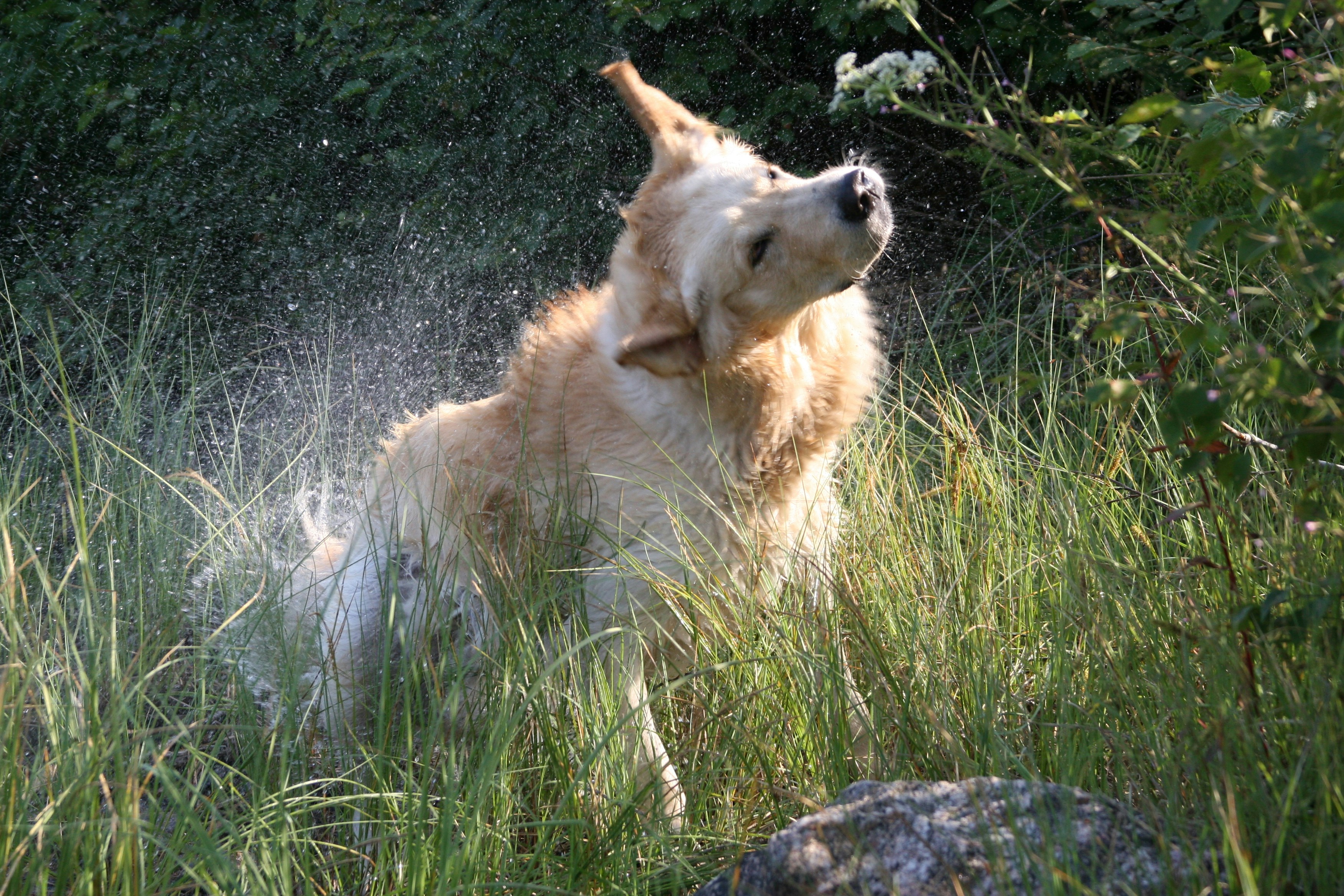 Brush-Leaf Burst: Golden Retriever Mid-Shake in Sunlit Grass
