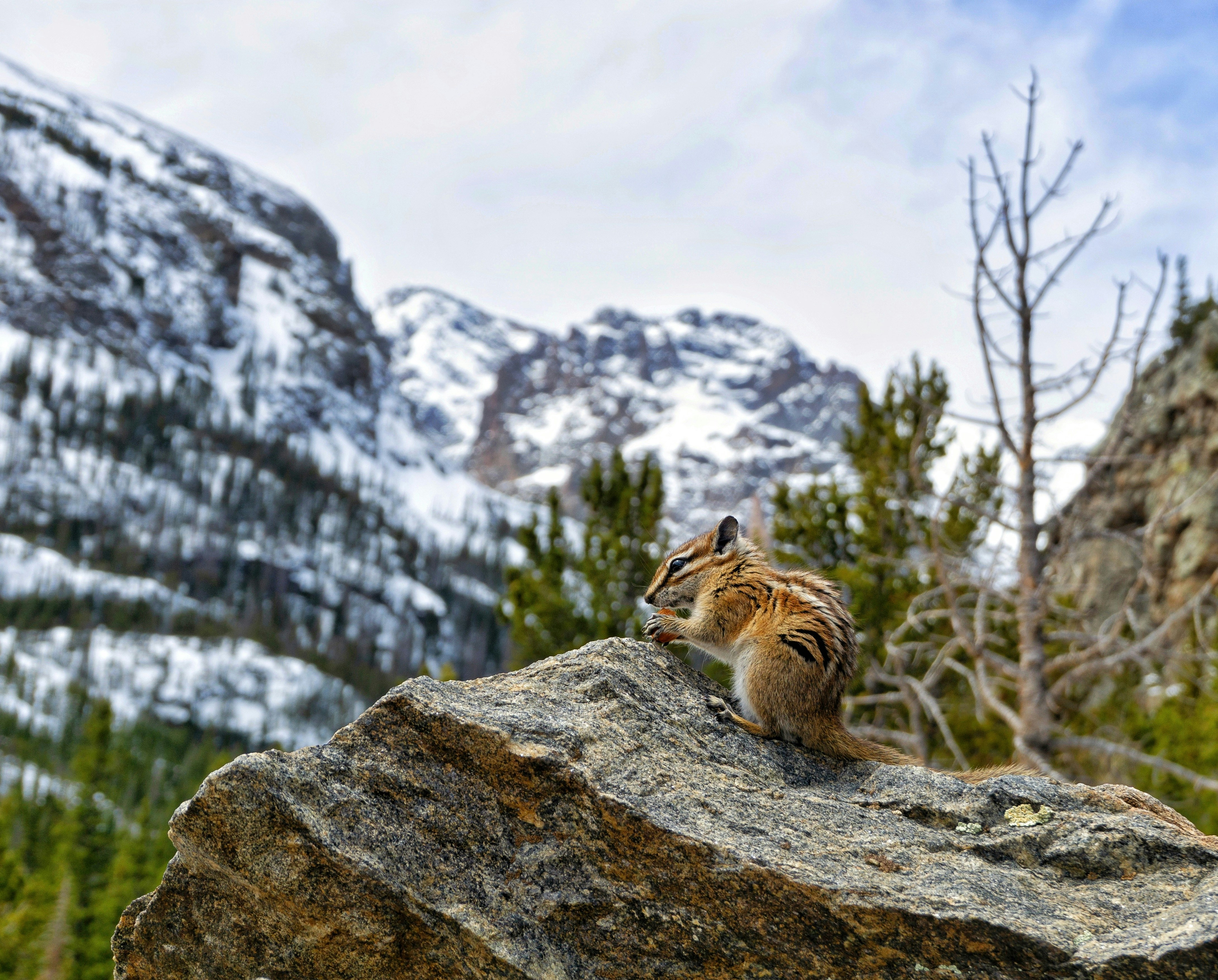 Alpine Chipmunk on a Granite Throne
