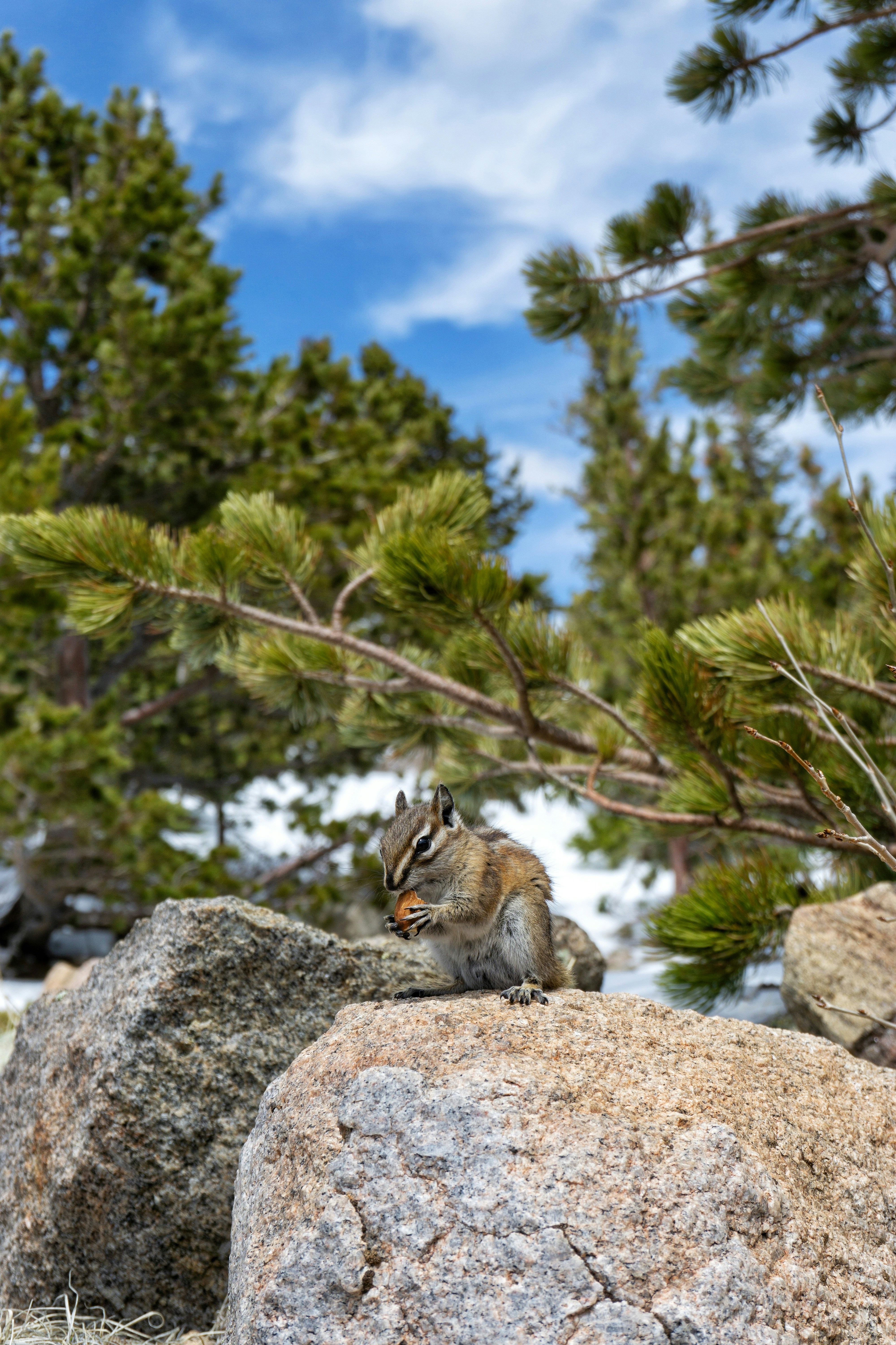 Granite Snack Break: Alpine Chipmunk Beneath Pine Branches