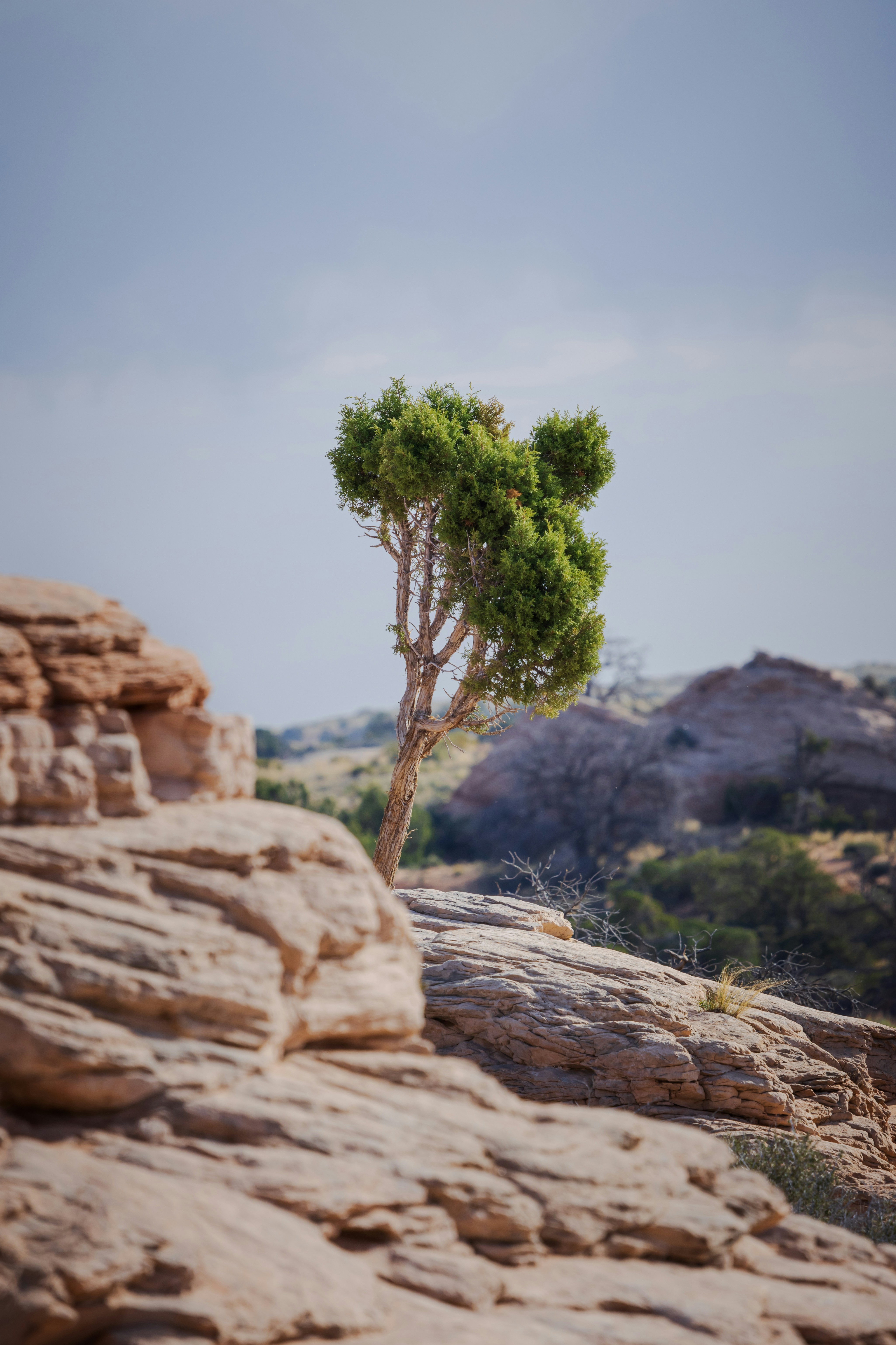 The Lone Tree on Weathered Stone