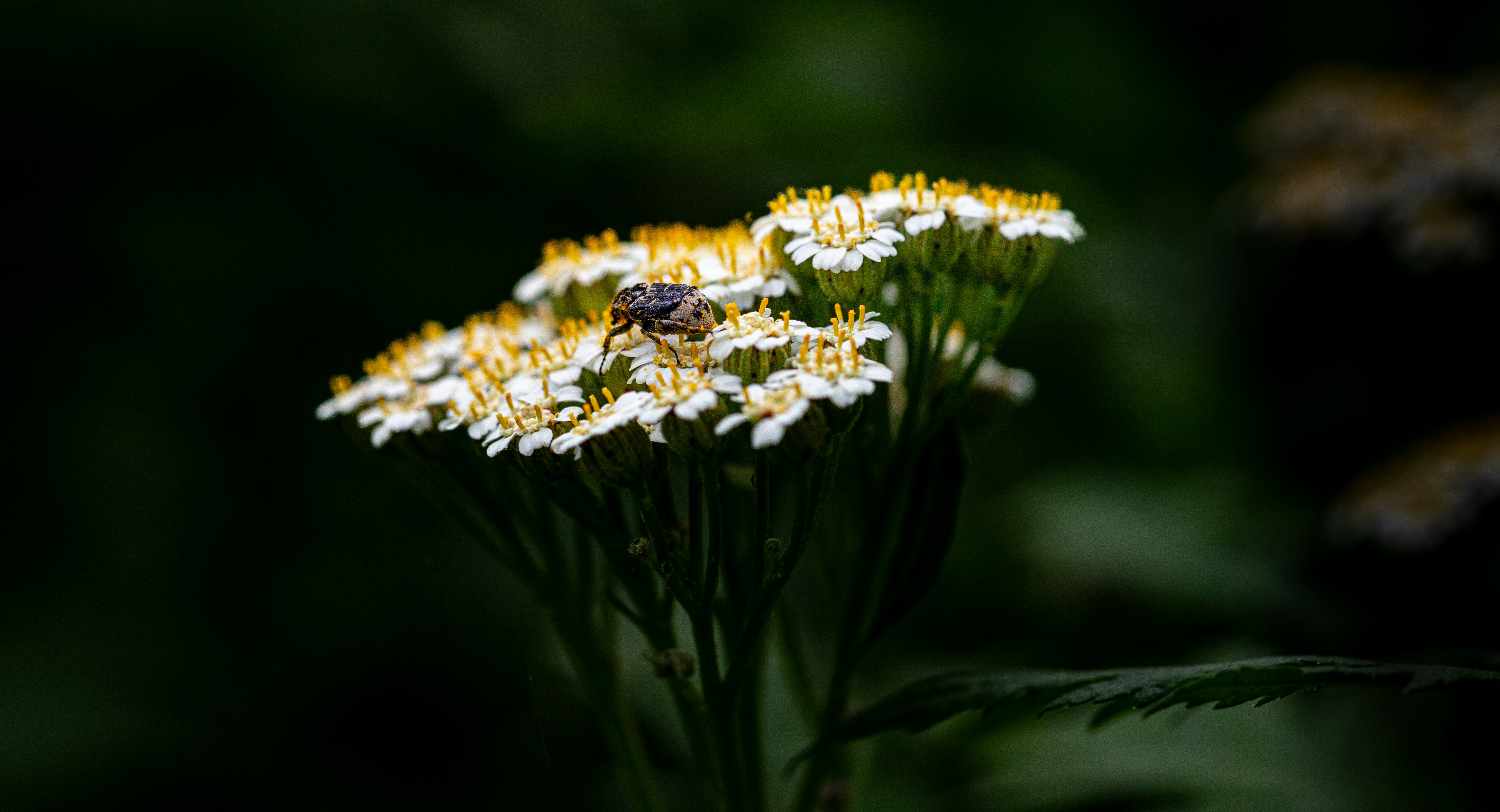 Tiny Hoverfly on Yarrow in Dappled Shade
