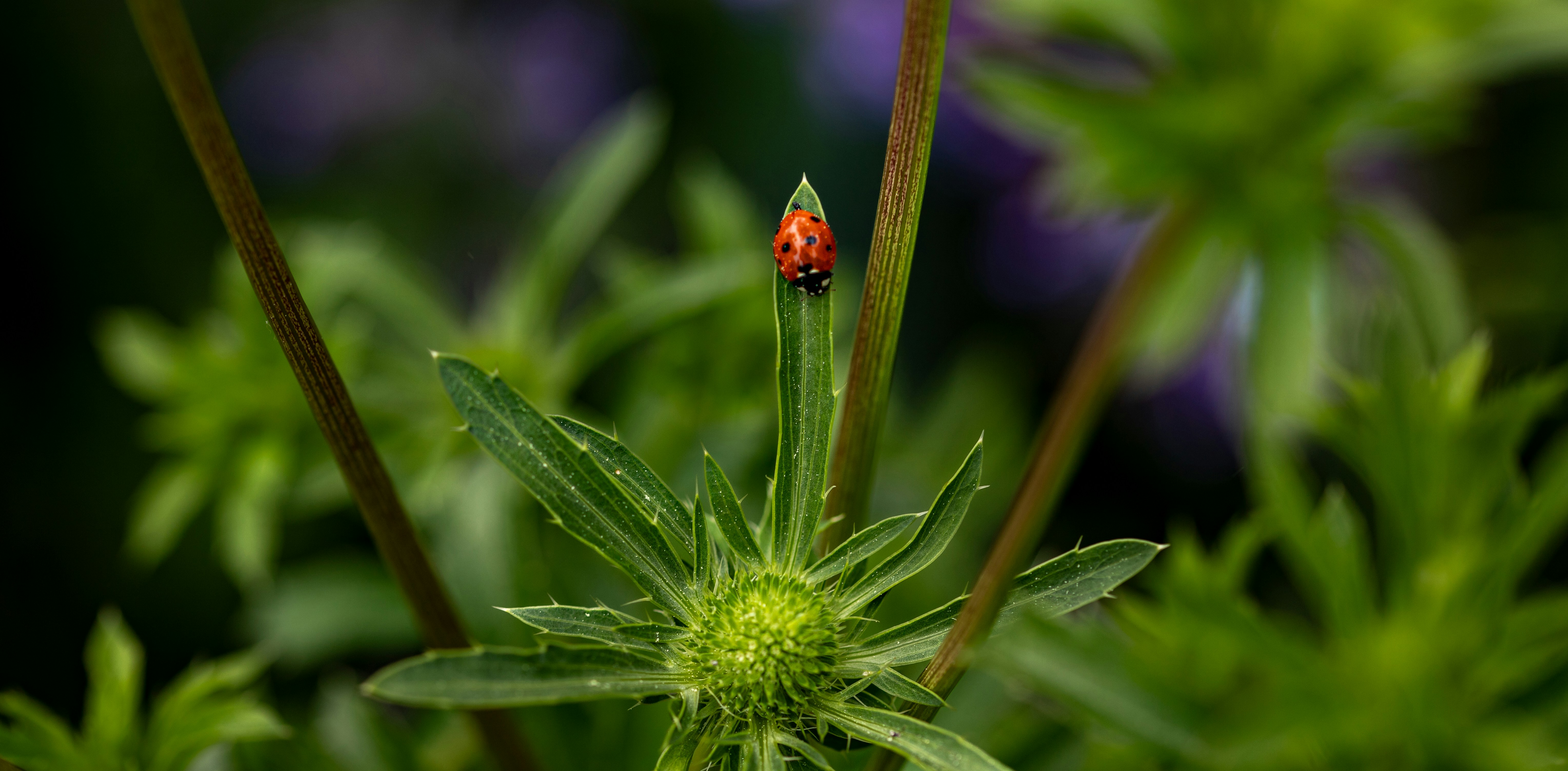 A Ladybug Clings to a Sunlit Bud in a Verdant Microcosm